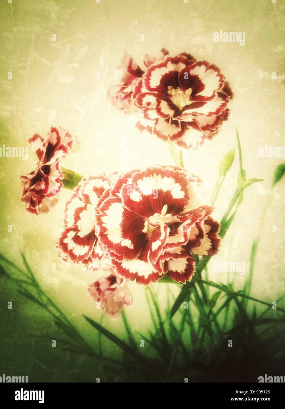 White dianthus hi-res stock photography and images - Alamy