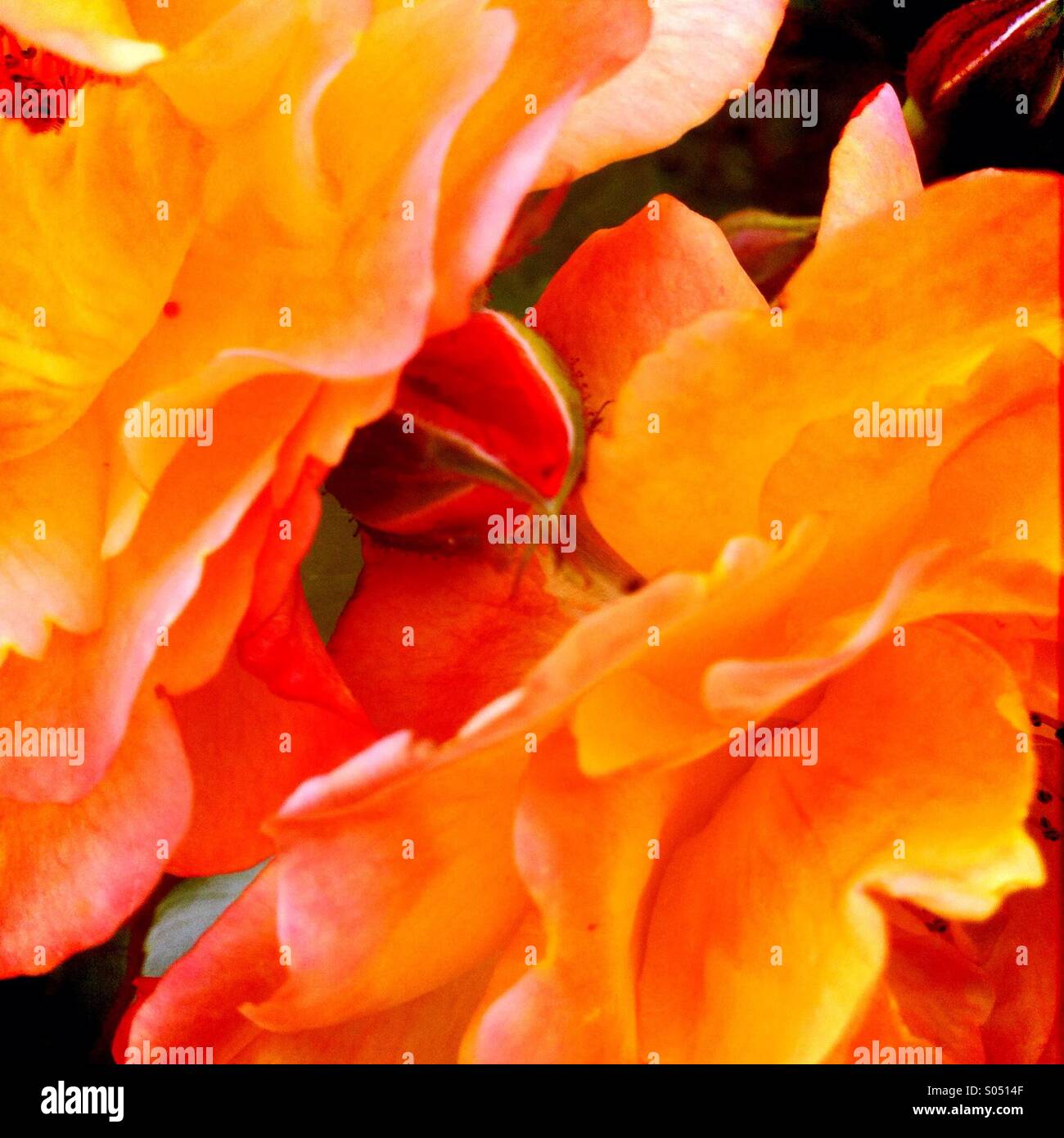Apricot roses hi-res stock photography and images - Alamy