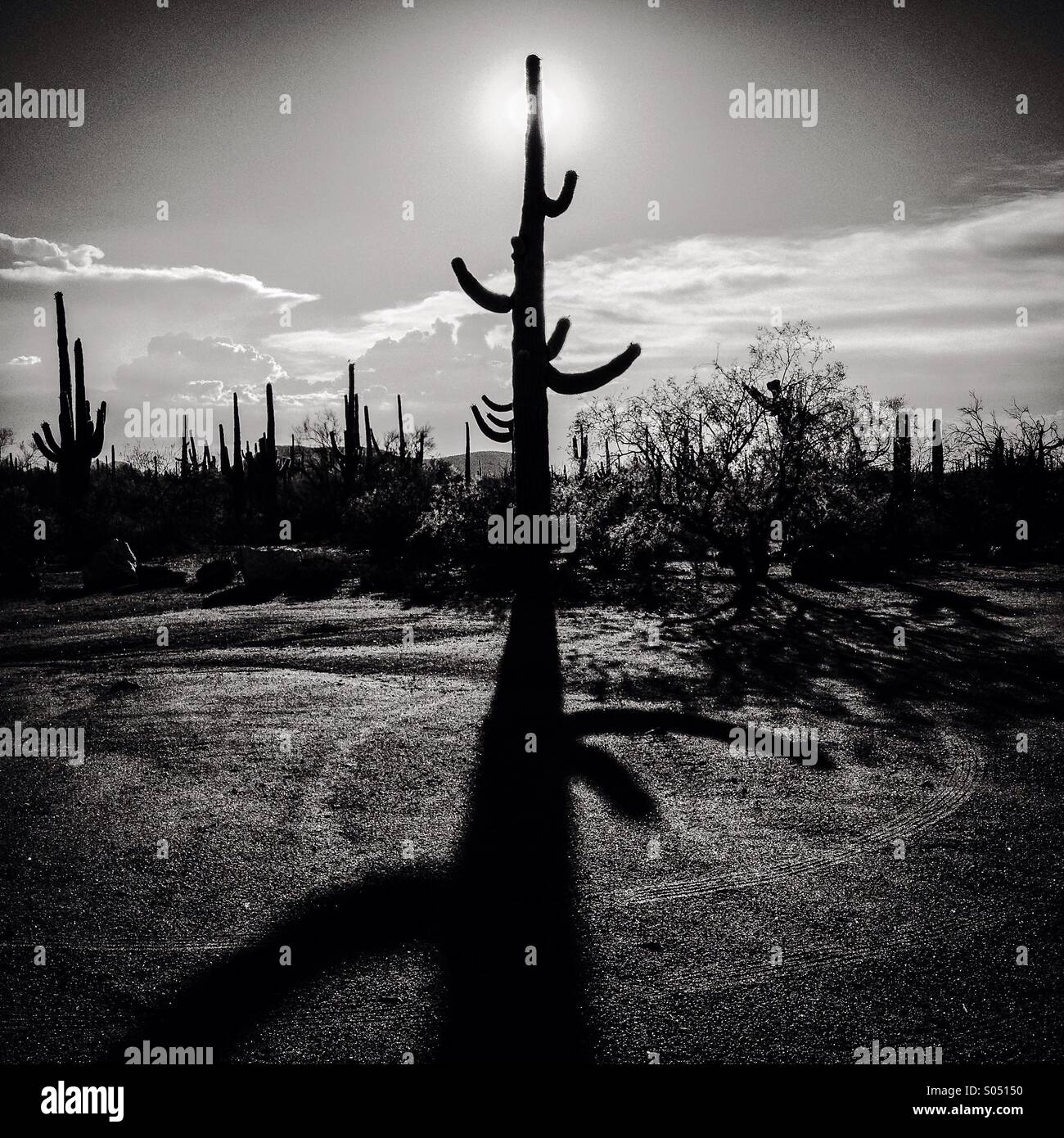 Shadow of a saguaro cactus Stock Photo - Alamy