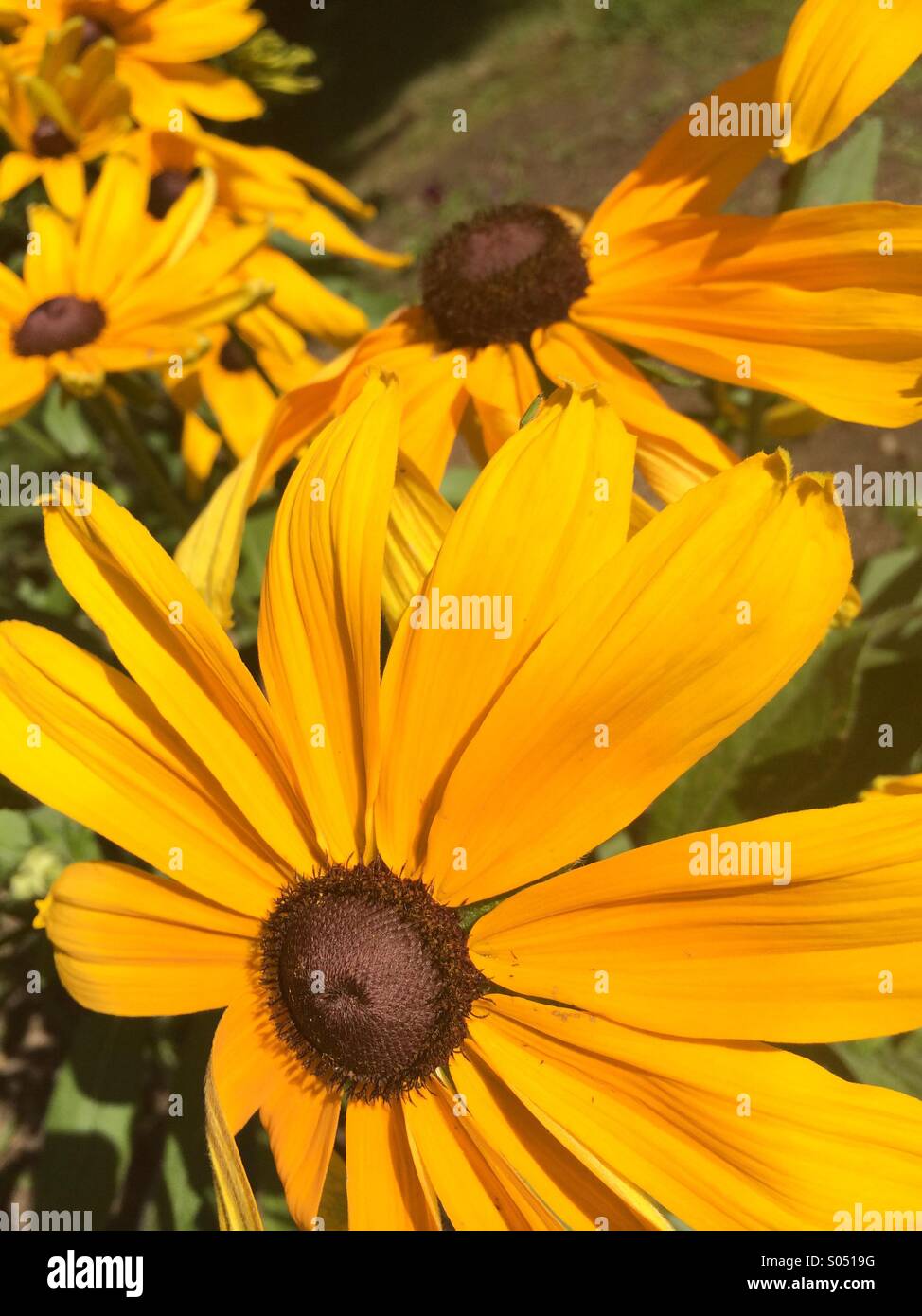 Sunny days hi-res stock photography and images - Alamy