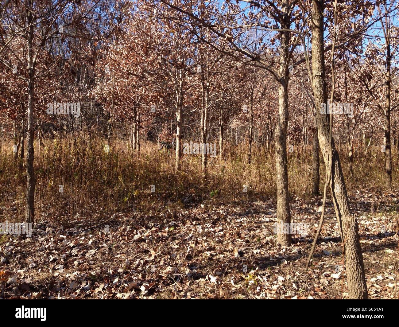Young oak tree forest Stock Photo - Alamy