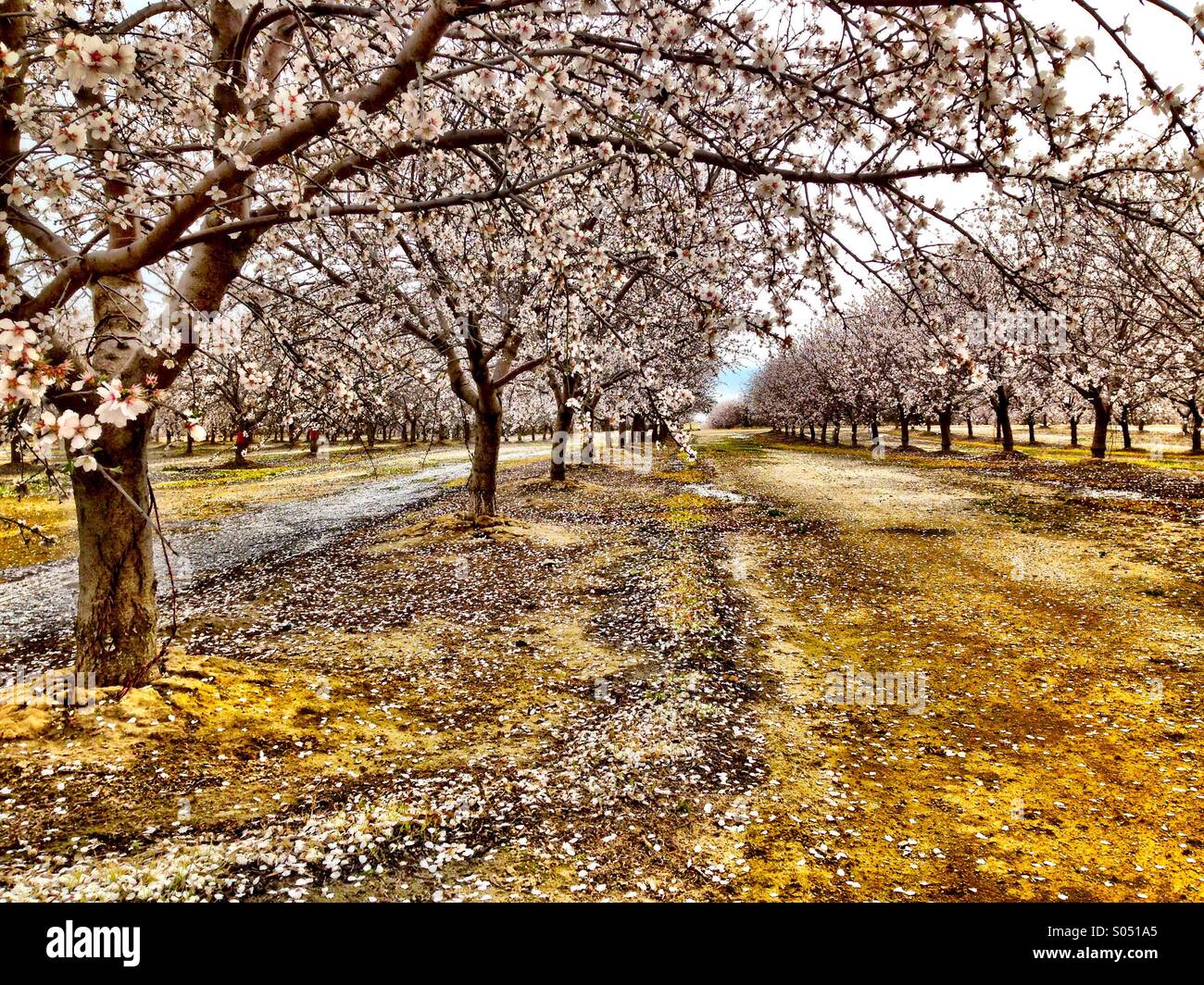 Orchard in bloom Stock Photo - Alamy
