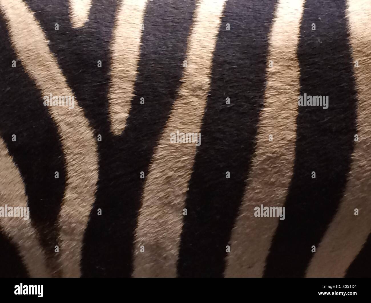 Zebra stripes hi-res stock photography and images - Alamy