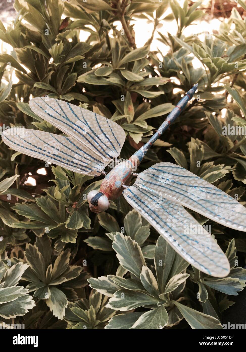 Dragonfly in the garden Stock Photo - Alamy