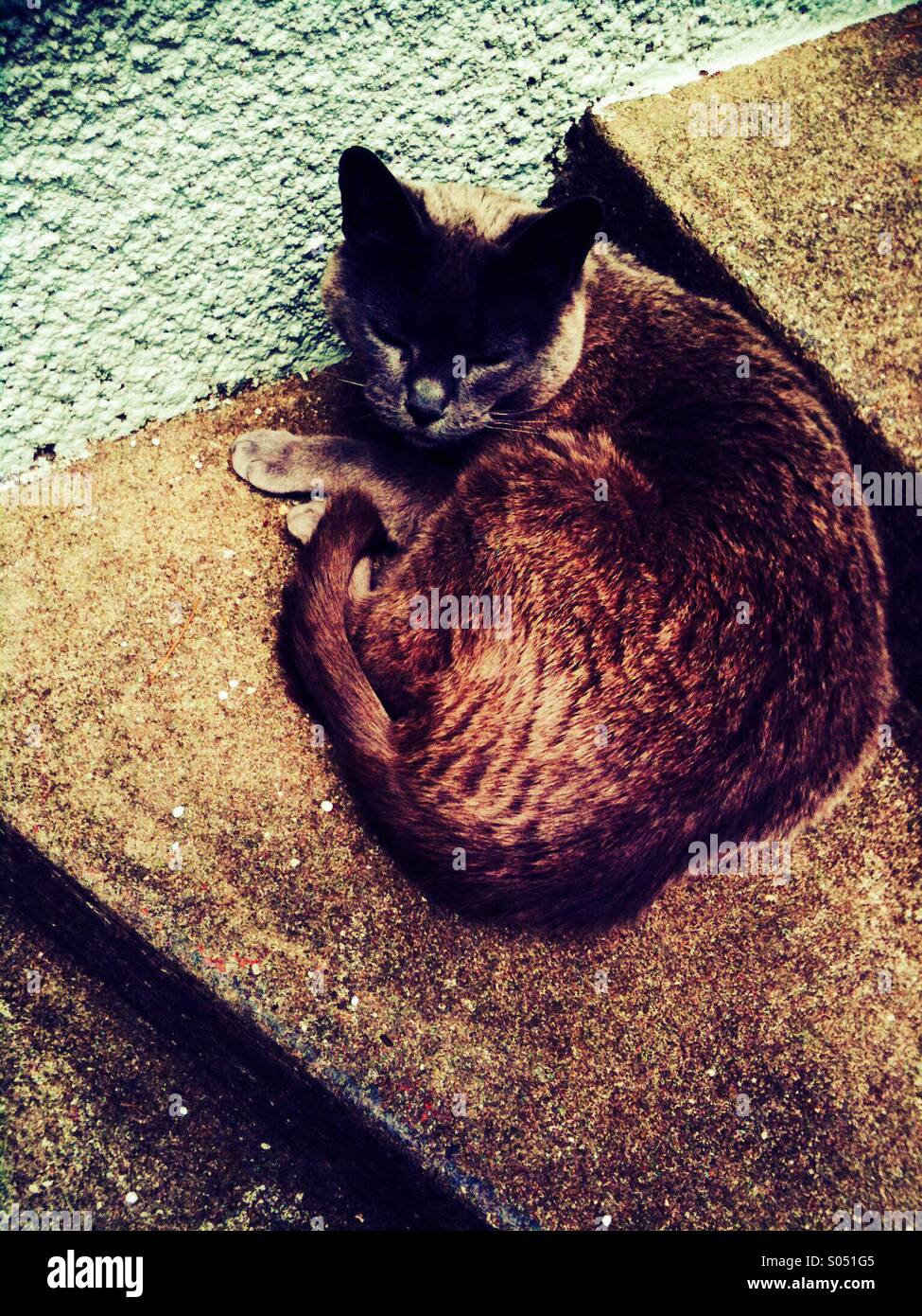 Cat on steps Stock Photo - Alamy