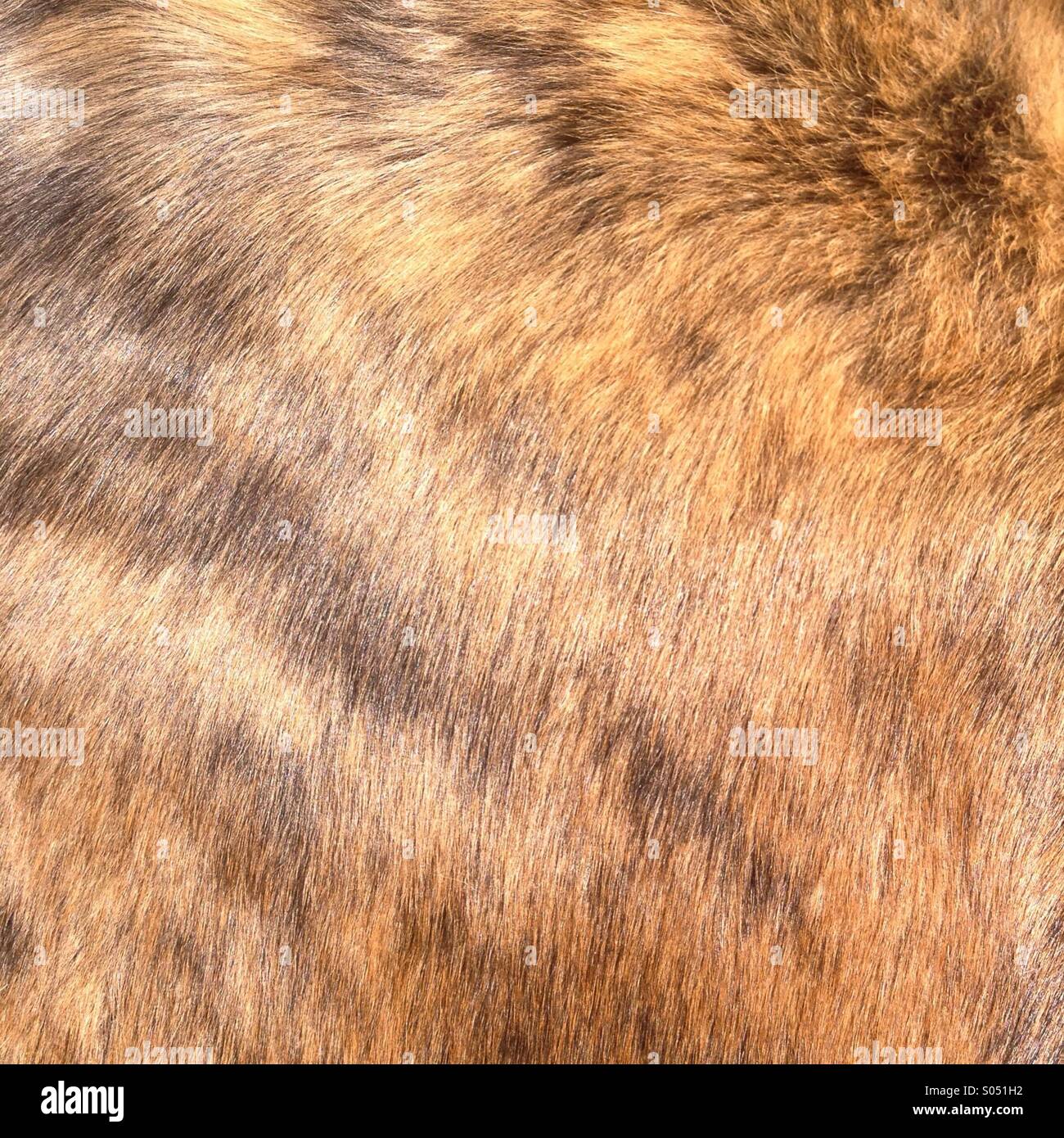 Boxer coat hi-res stock photography and images - Alamy