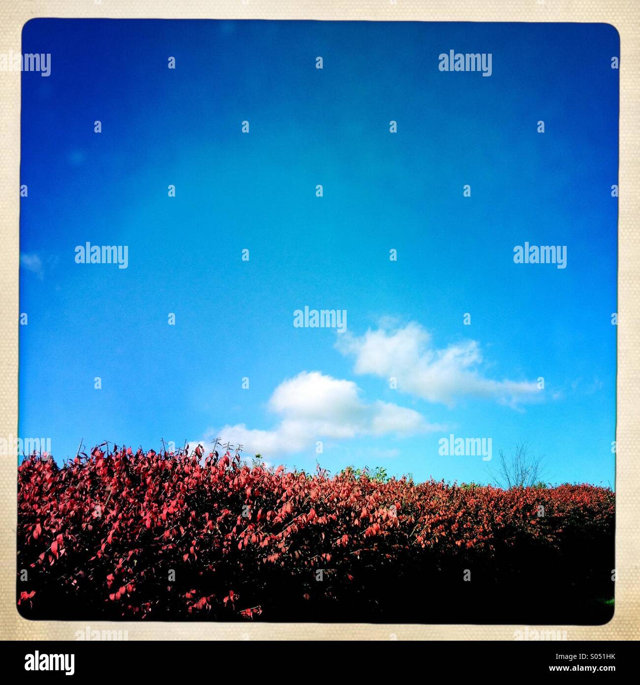 Hedge color hi-res stock photography and images - Alamy