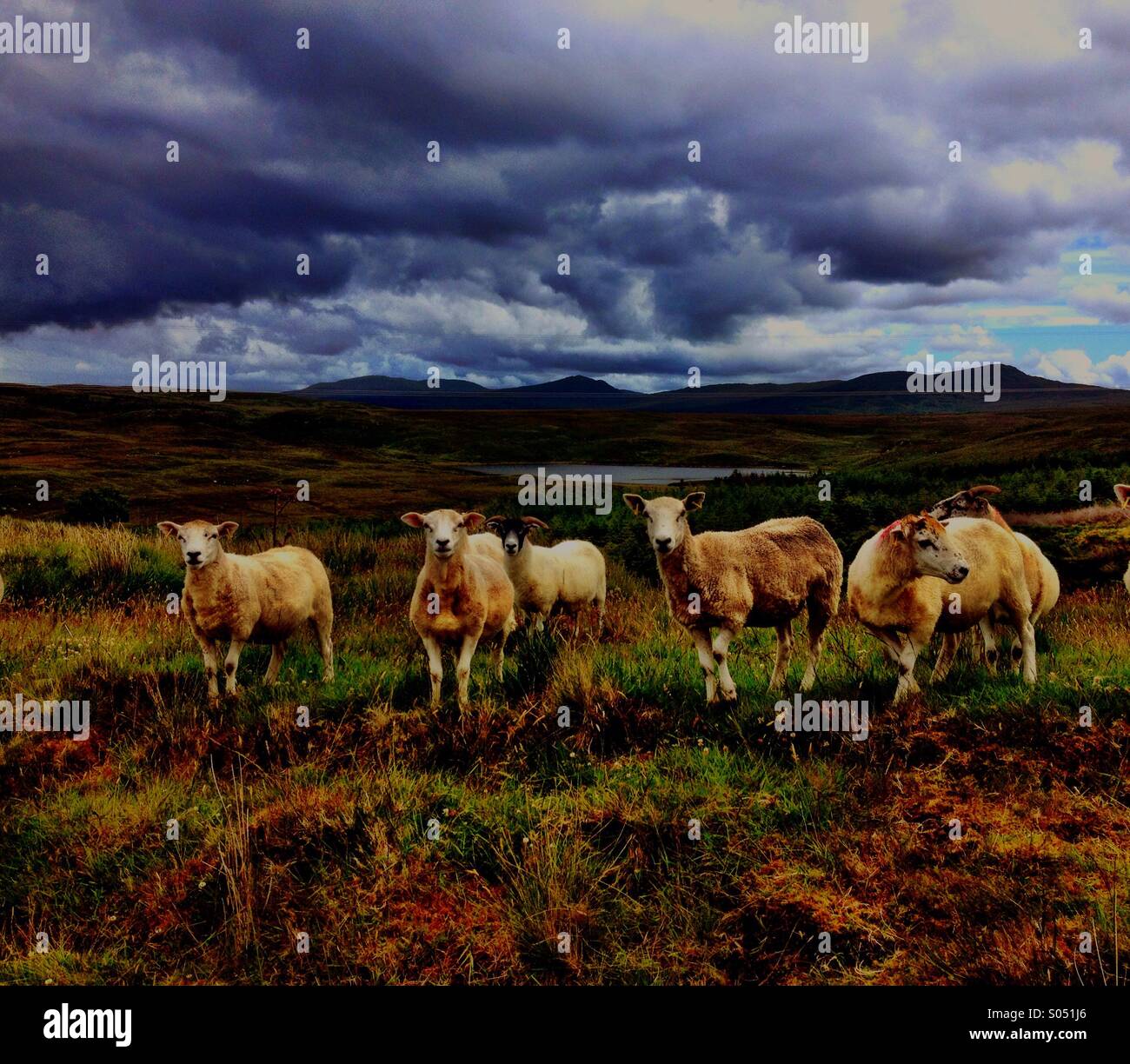 Donegal sheep hi-res stock photography and images - Alamy