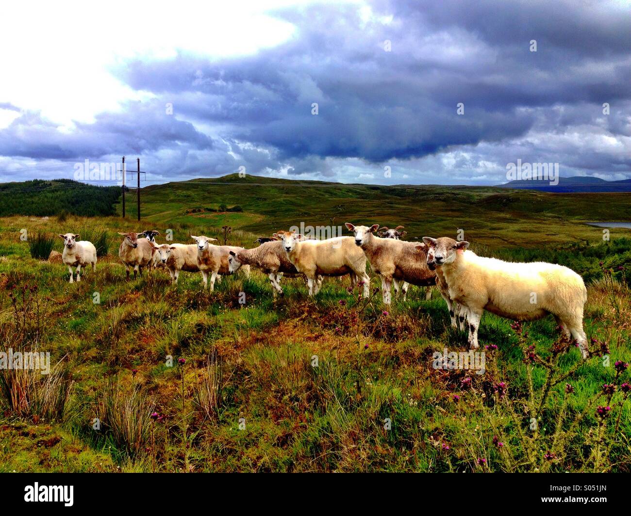 Sheep in an irish landscape hi-res stock photography and images - Alamy