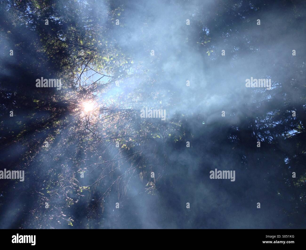 Back lit trees hi-res stock photography and images - Alamy