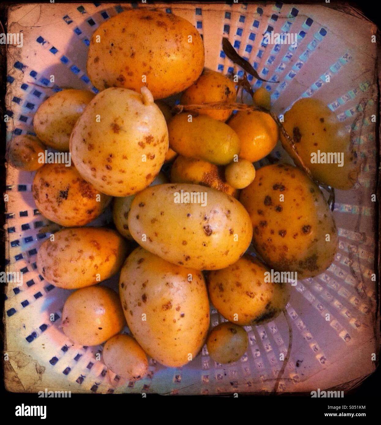 Potatos High Resolution Stock Photography and Images - Alamy