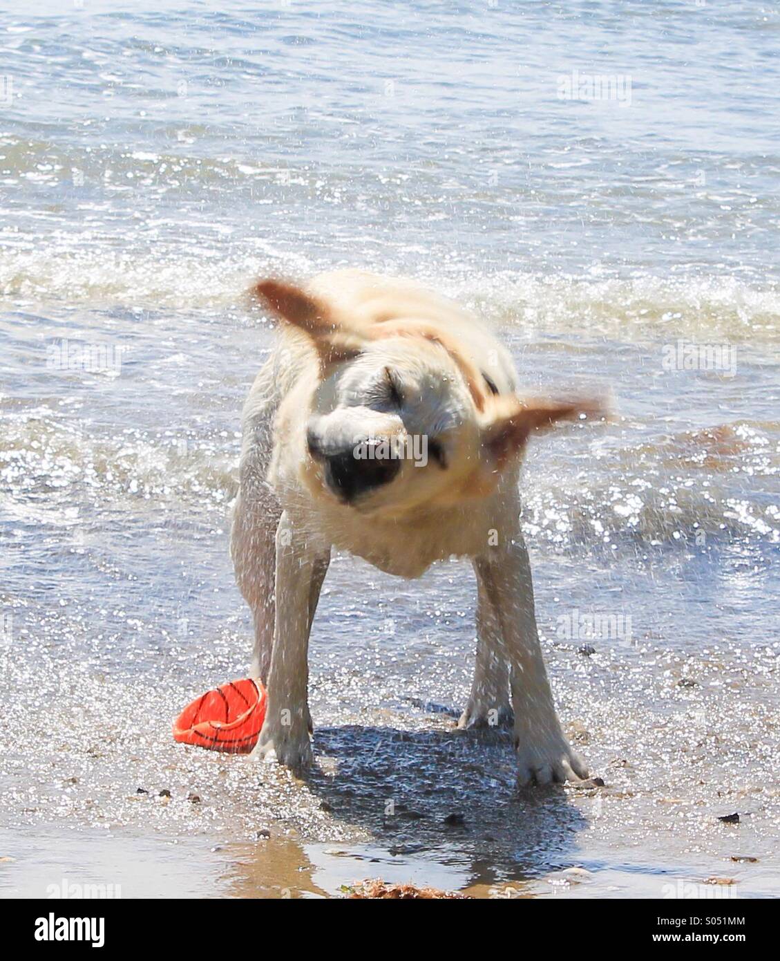 Shake it out hi-res stock photography and images - Alamy