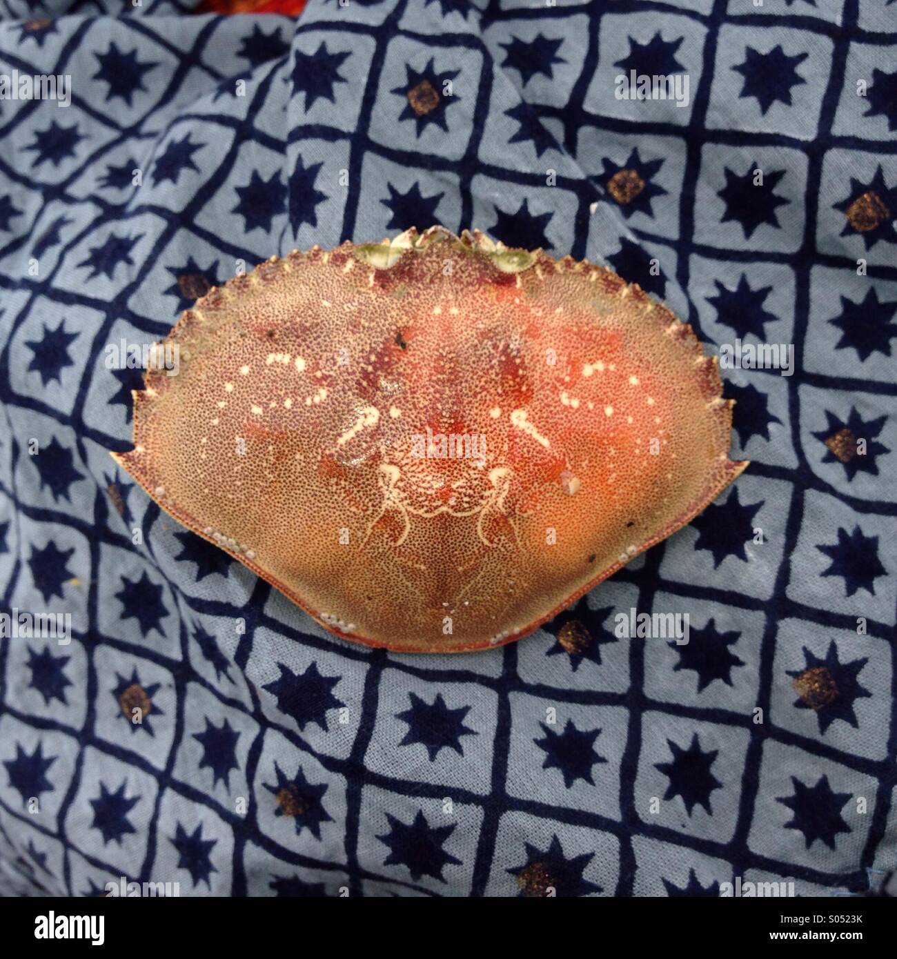Crab shell stars Stock Photo - Alamy