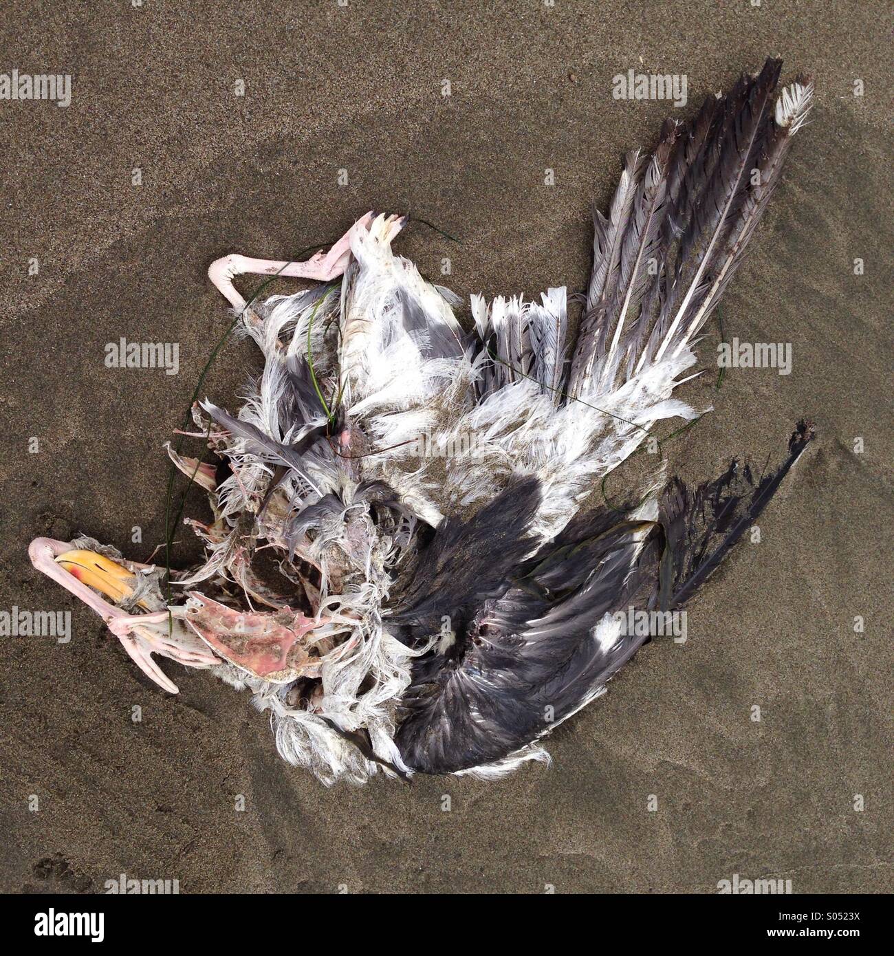 Dead seagull on sand Stock Photo - Alamy