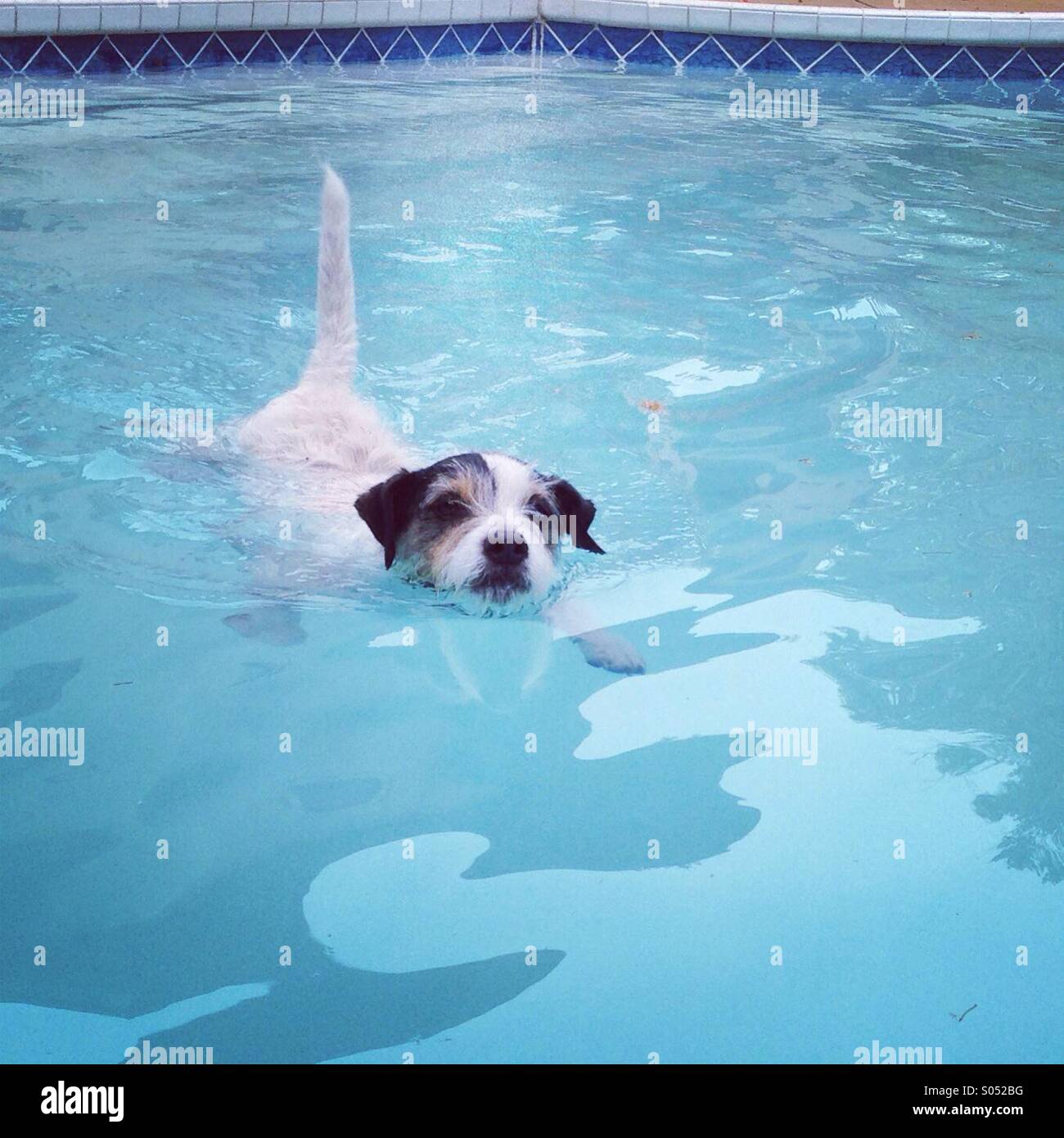 Rough jack russell terrier hi-res stock photography and images - Alamy