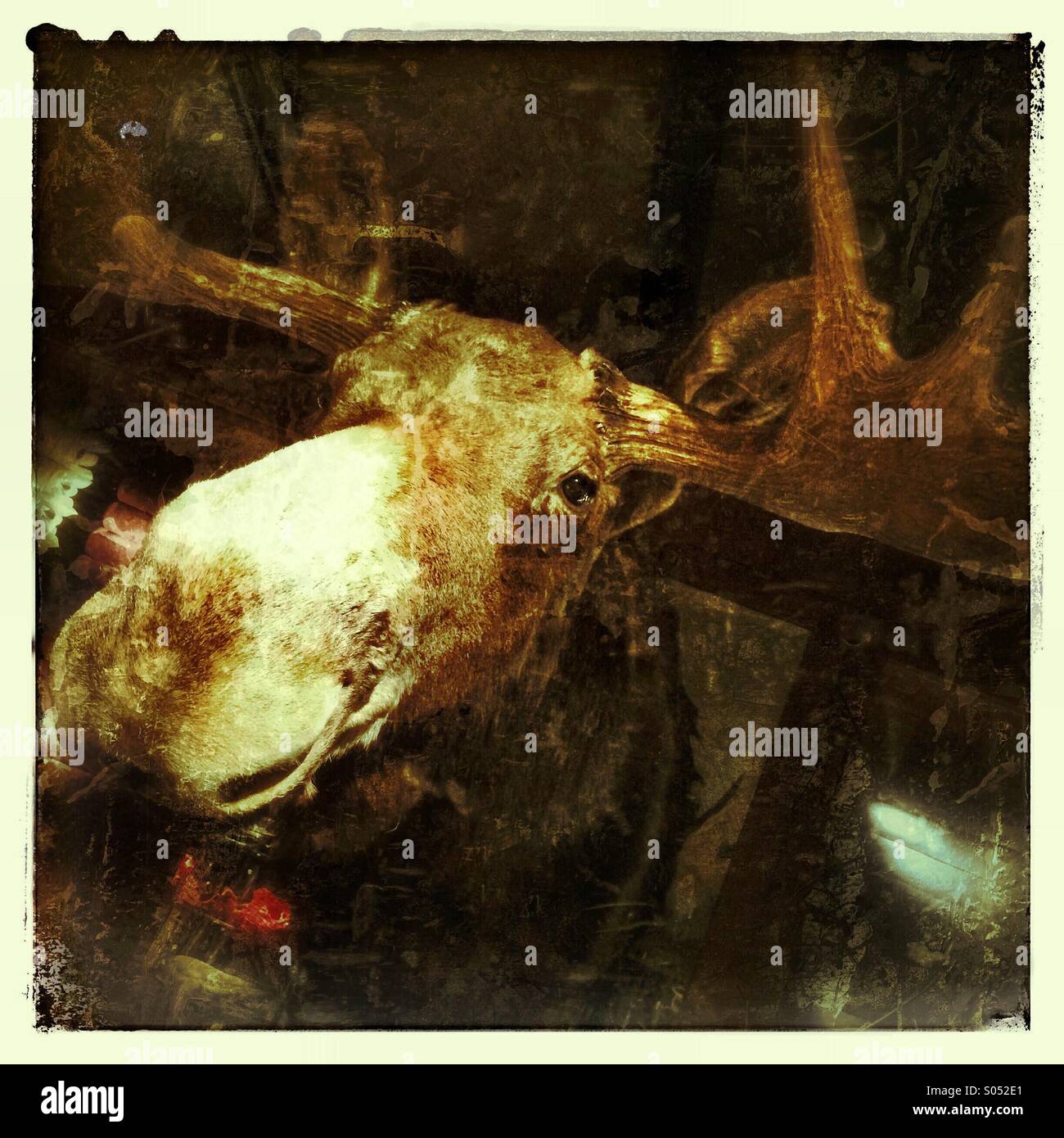 Moose head on wall Stock Photo - Alamy