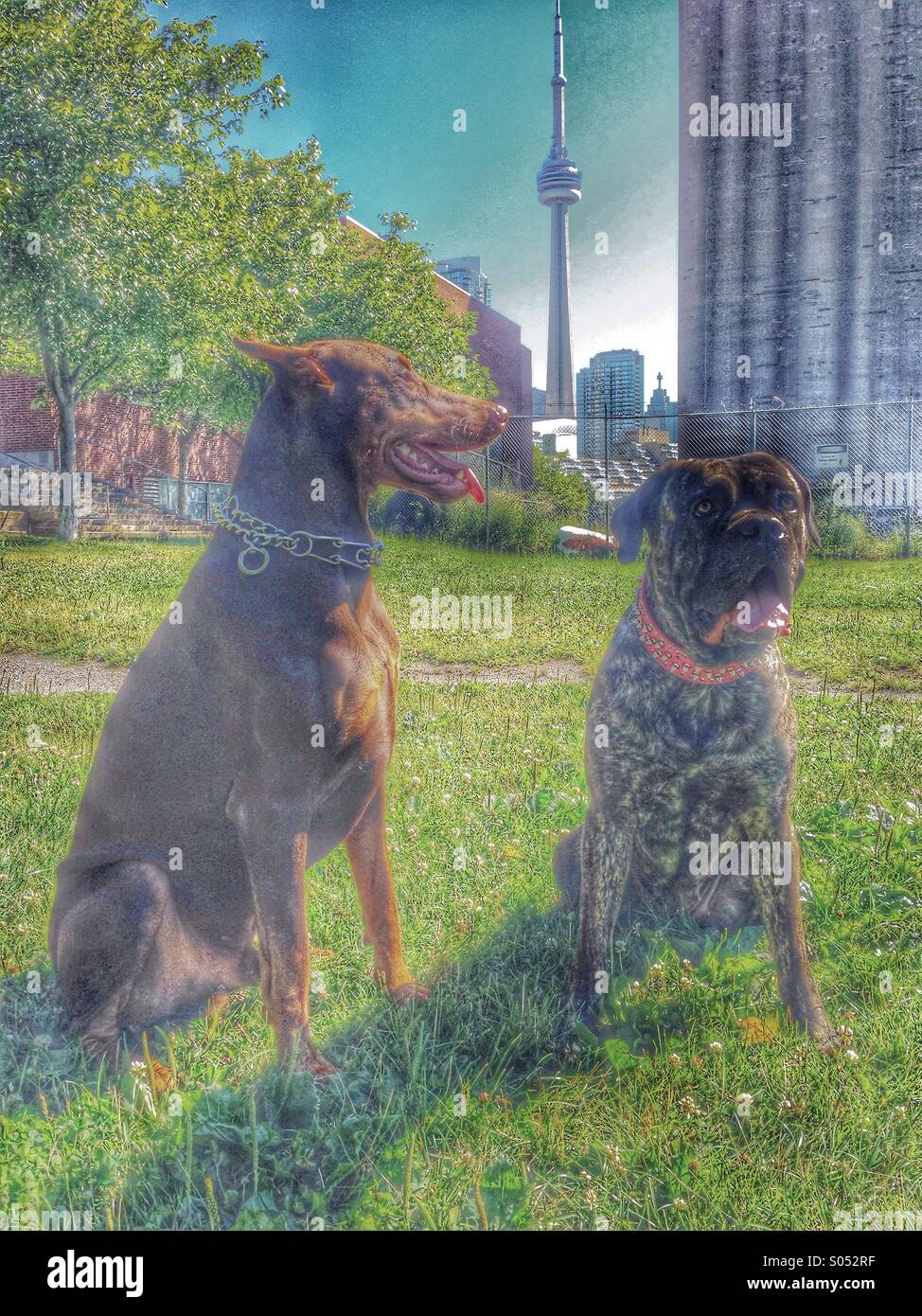 Guard dogs hi-res stock photography and images - Alamy