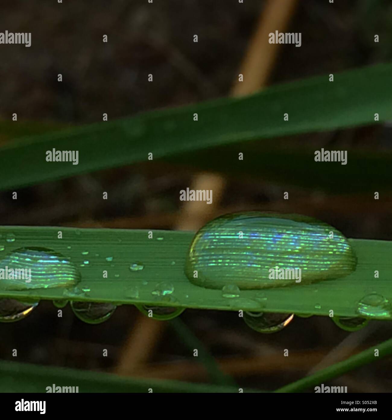 Plants with dew bubbles hi-res stock photography and images - Alamy