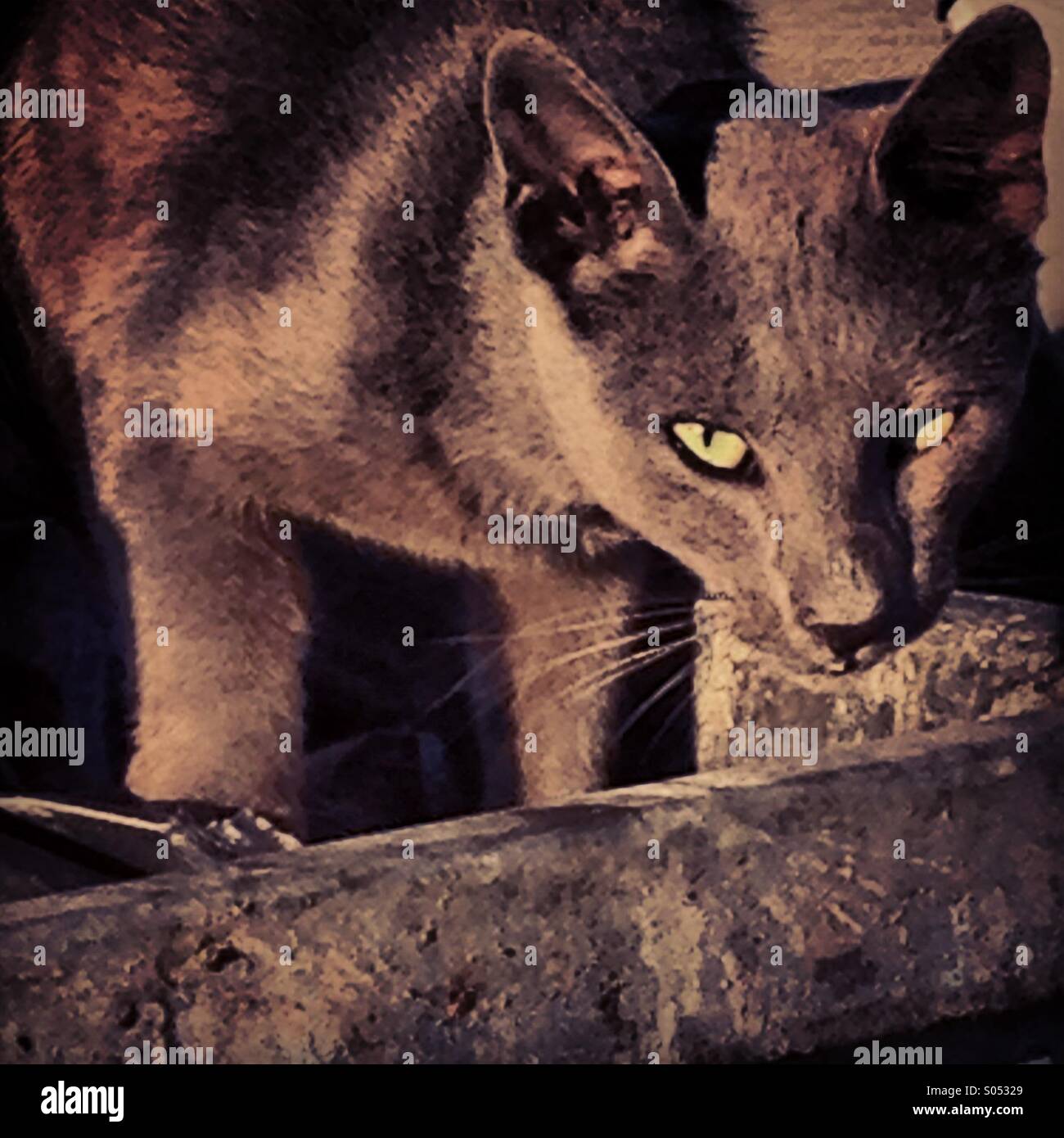 Stray Cat High Resolution Stock Photography and Images - Alamy