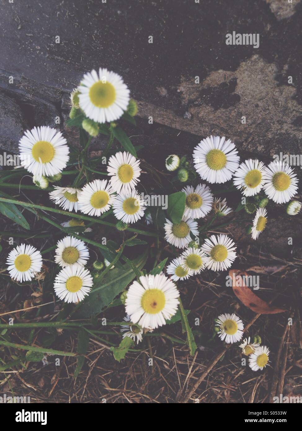 Daisies weed hi-res stock photography and images - Alamy