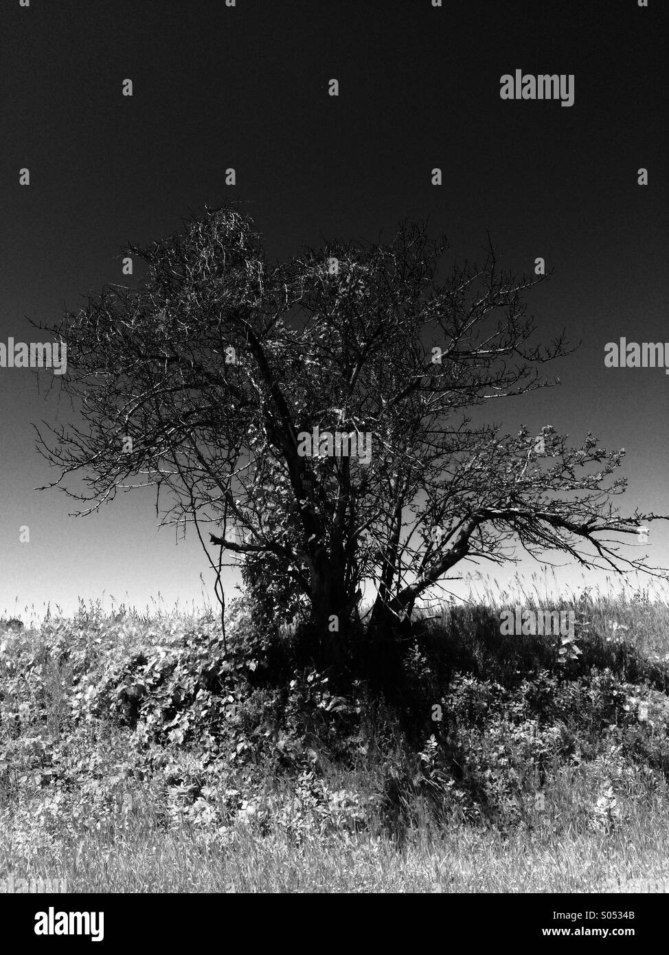 Contrast trees Black and White Stock Photos & Images - Alamy