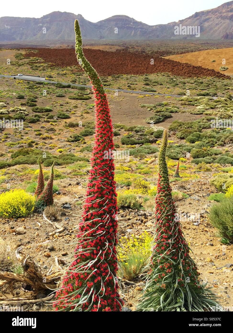 Tajinaste - unique endemic plant on Tenerife. Nature flowers landscape ...
