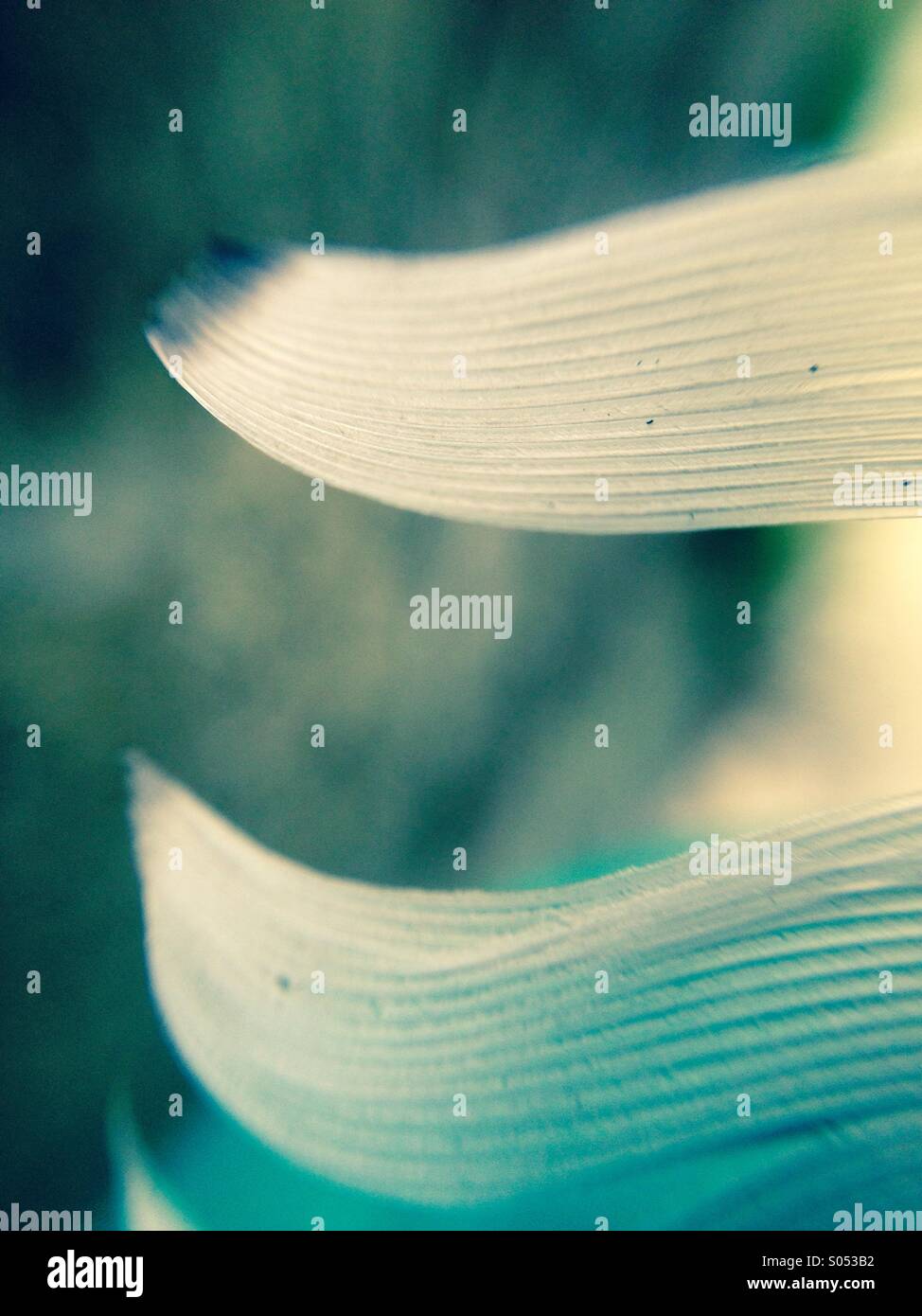 Abstract bird hi-res stock photography and images - Alamy