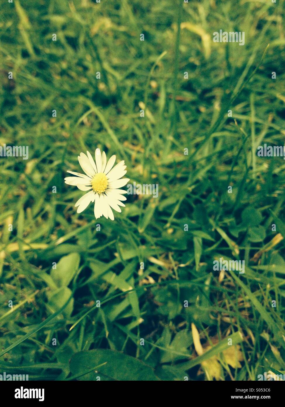 Lawn weed flower hi-res stock photography and images - Alamy