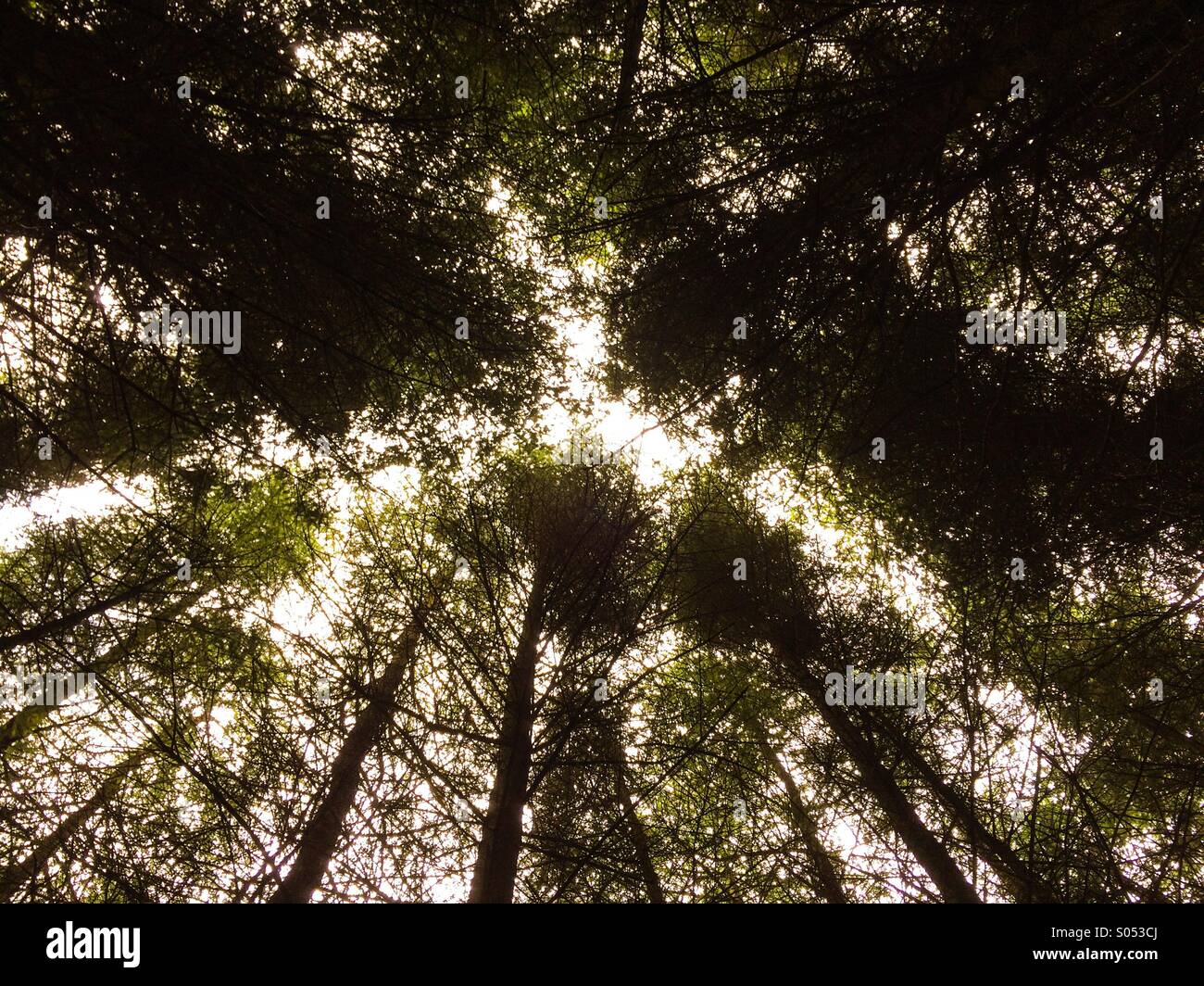 Trees looking up leaves hi-res stock photography and images - Alamy
