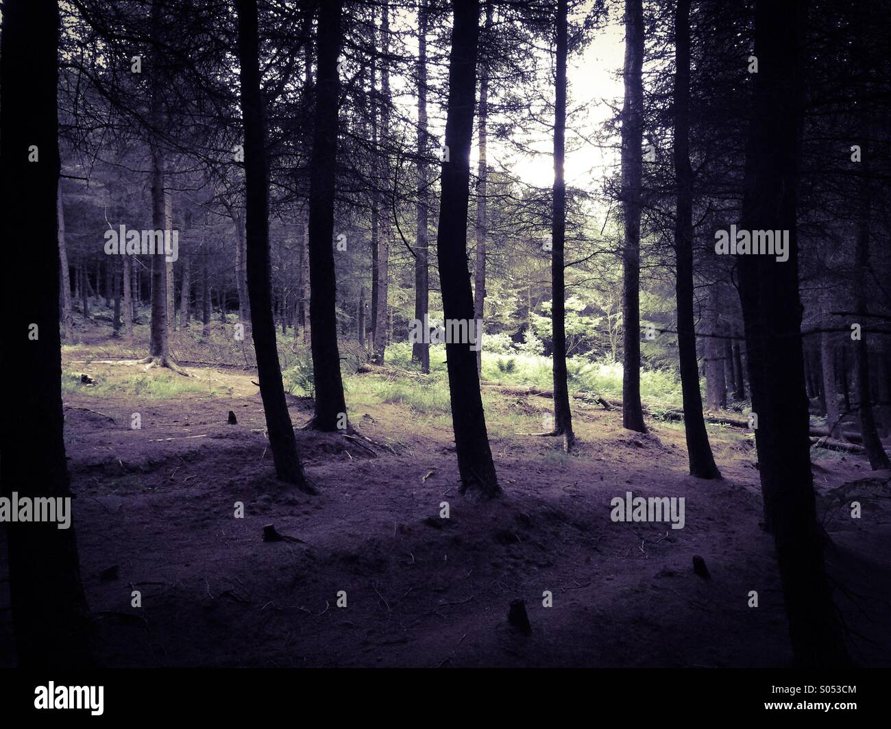 Pine forest clearing hi-res stock photography and images - Alamy