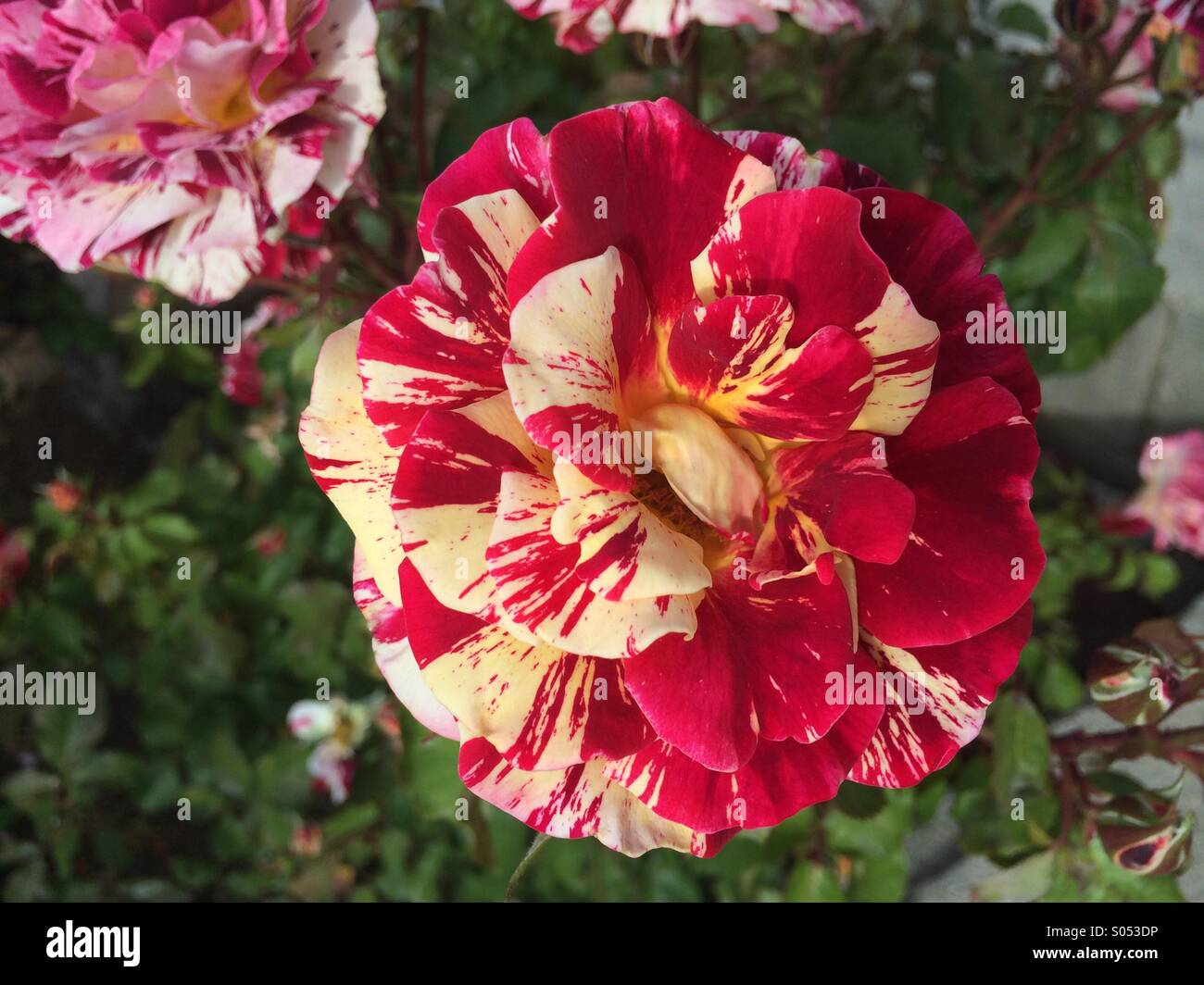 Multi Flowered Stock Photos & Multi Flowered Stock Images - Alamy