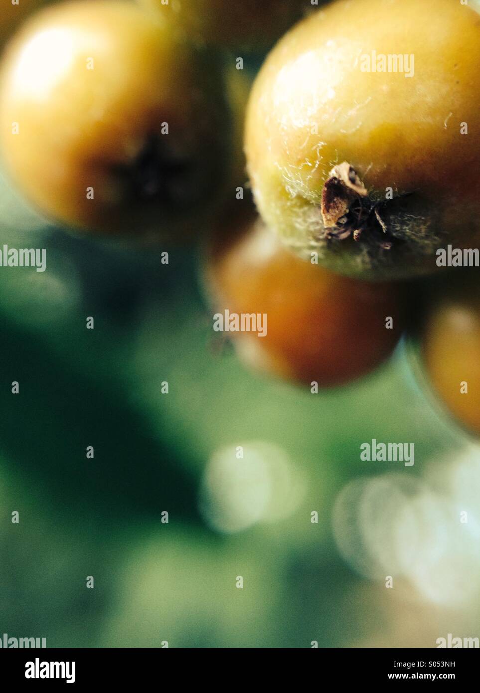 Ash berry close up hi-res stock photography and images - Alamy