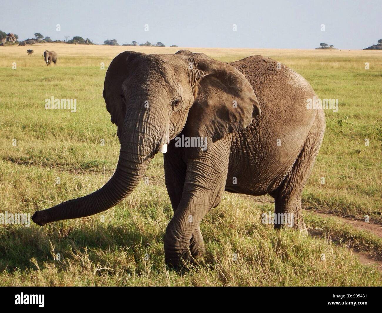 Elephant Tembo High Resolution Stock Photography and Images - Alamy