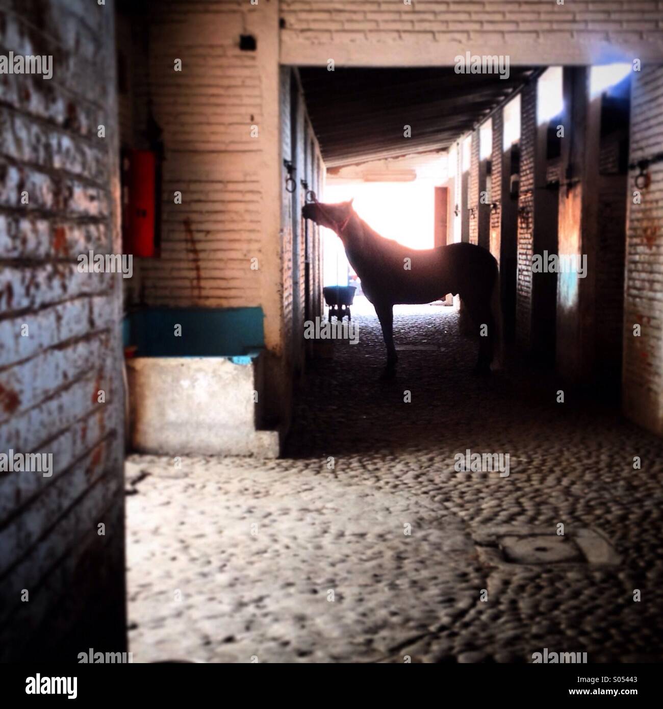 A horse in the stables of the Rancho del Charro, Mexico City, Mexico ...