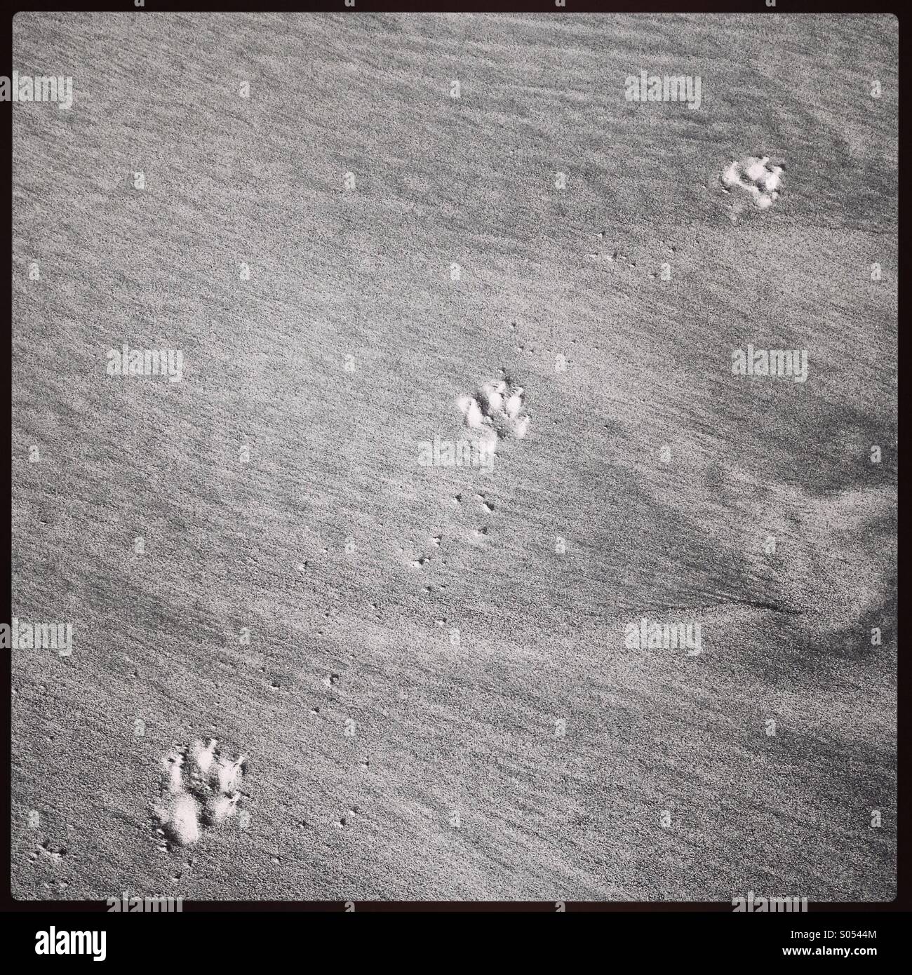 Dog paw prints on beach hi-res stock photography and images - Alamy