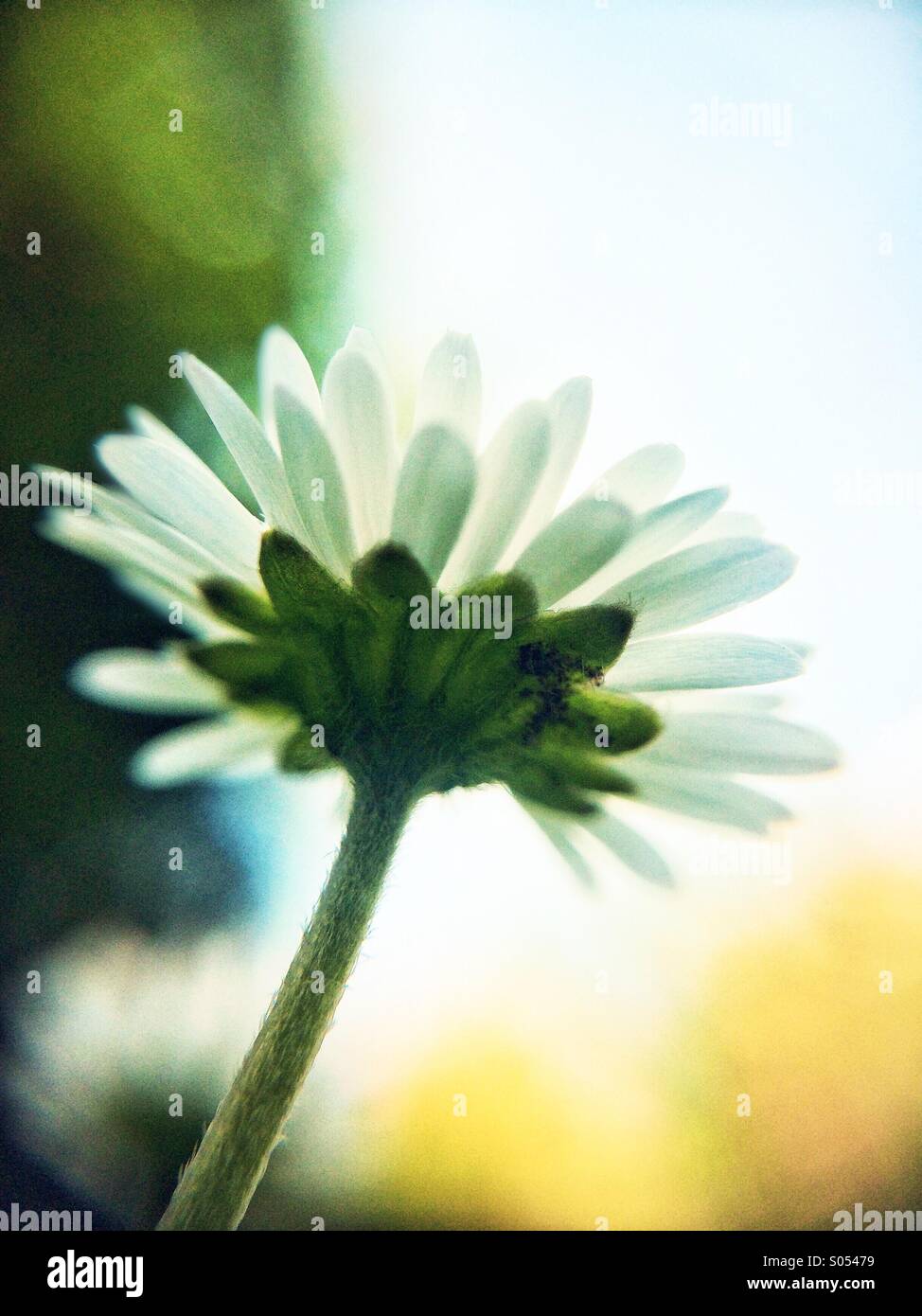 Close up underside of English Daisy flower Stock Photo - Alamy