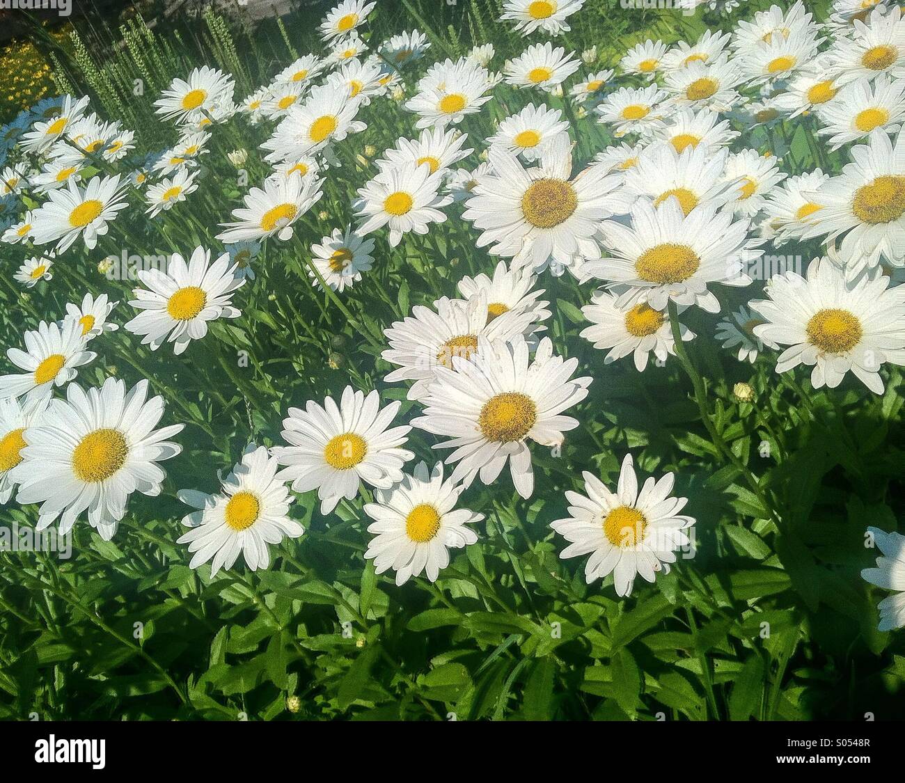 White daisey flowers hi-res stock photography and images - Alamy