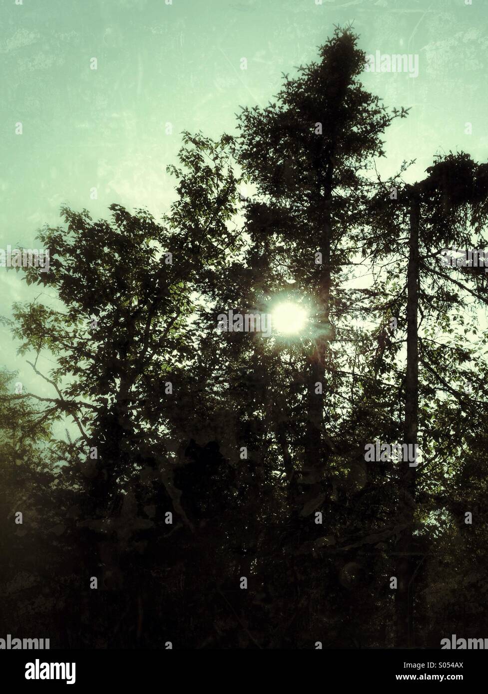 Hope forest hi-res stock photography and images - Alamy