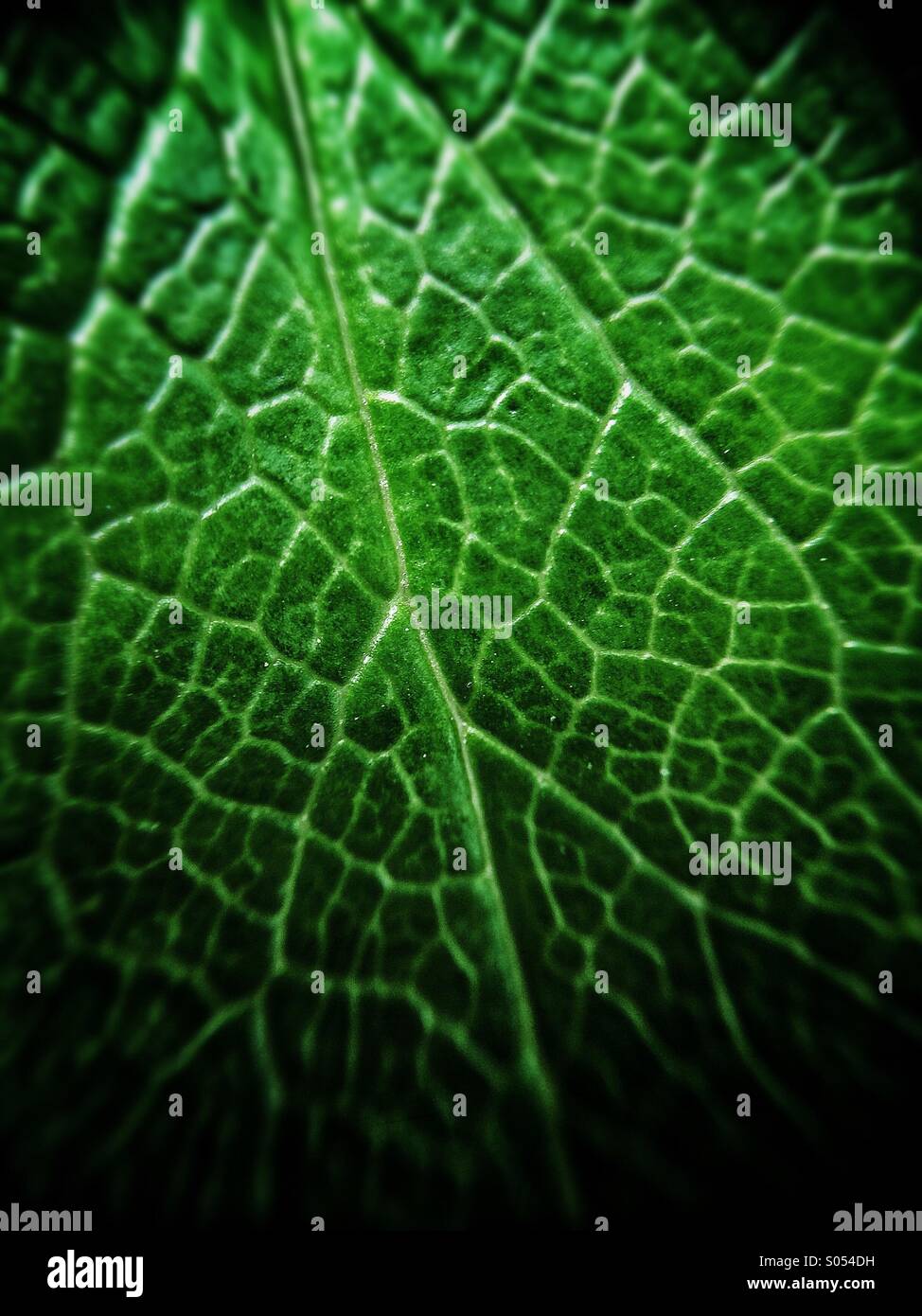 Close up veins of a leaf Stock Photo - Alamy