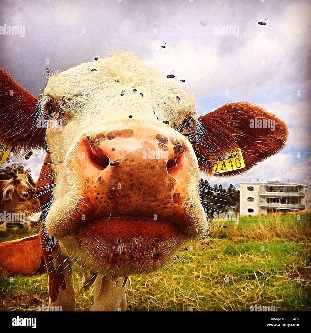 Cow with flies Stock Photo - Alamy