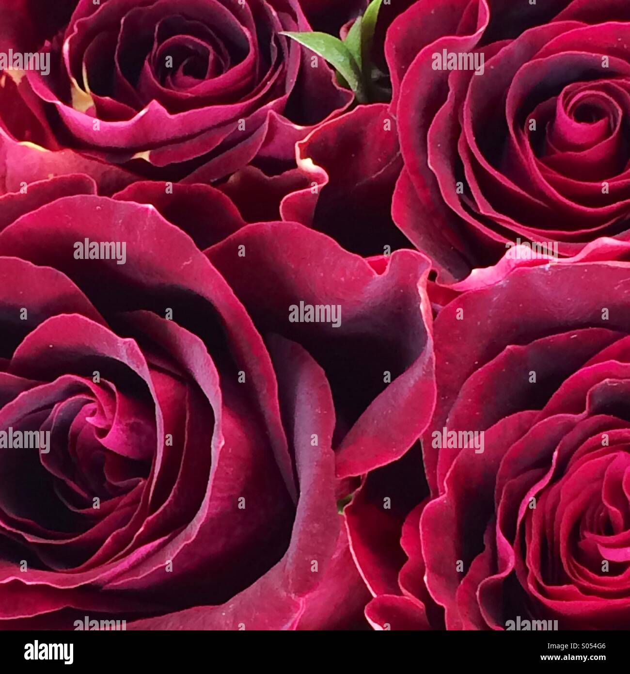 Deep red roses hi-res stock photography and images - Alamy