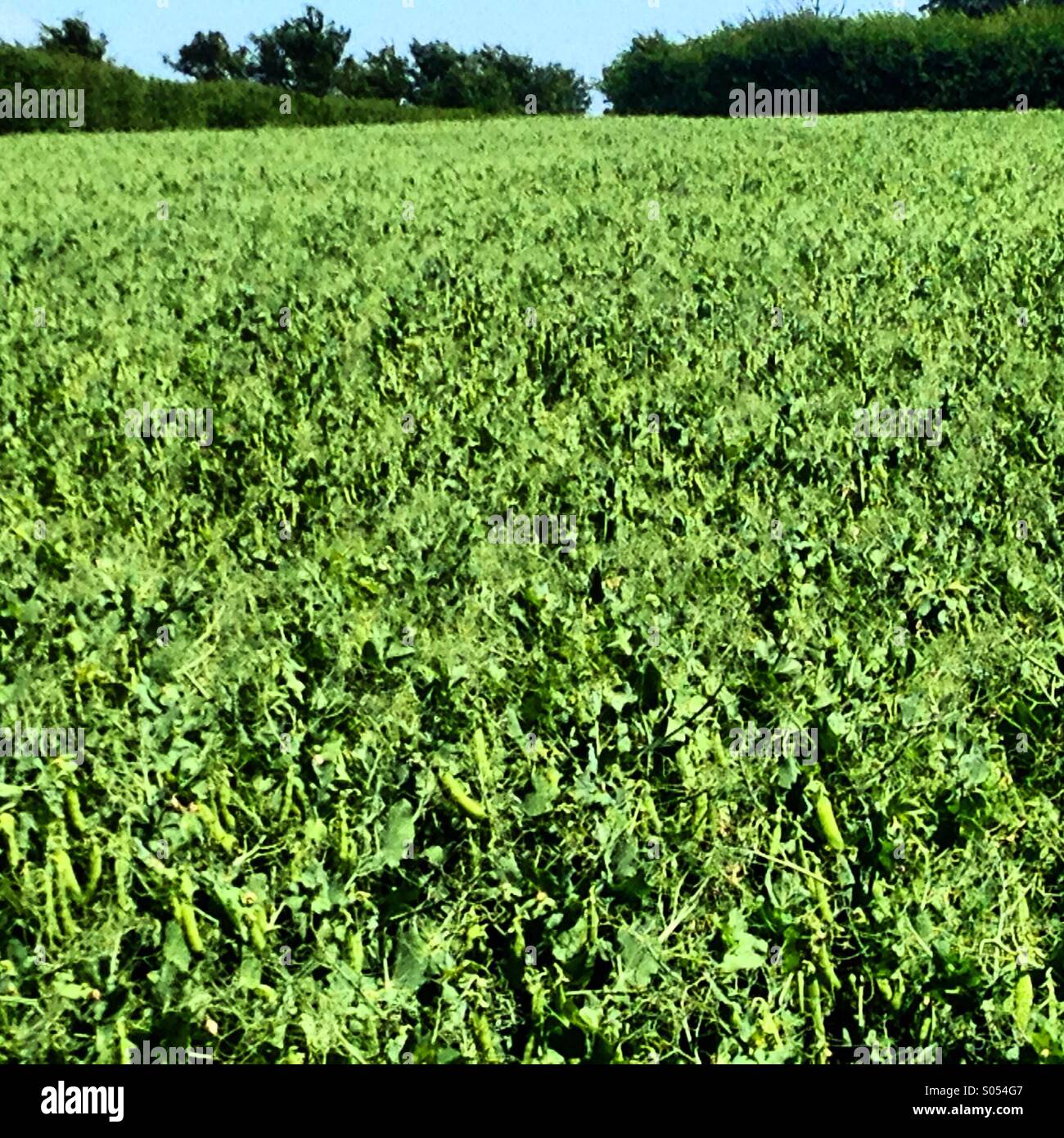 Field peas hi-res stock photography and images - Alamy