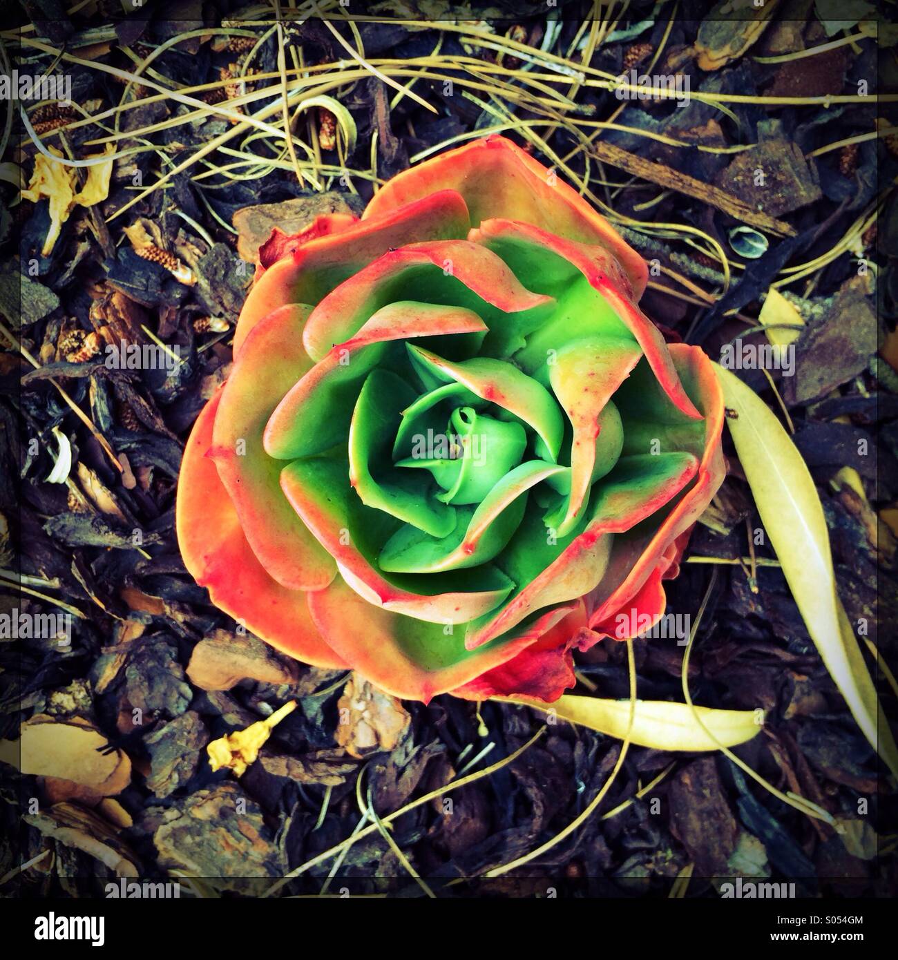 Cactus from above hi-res stock photography and images - Alamy