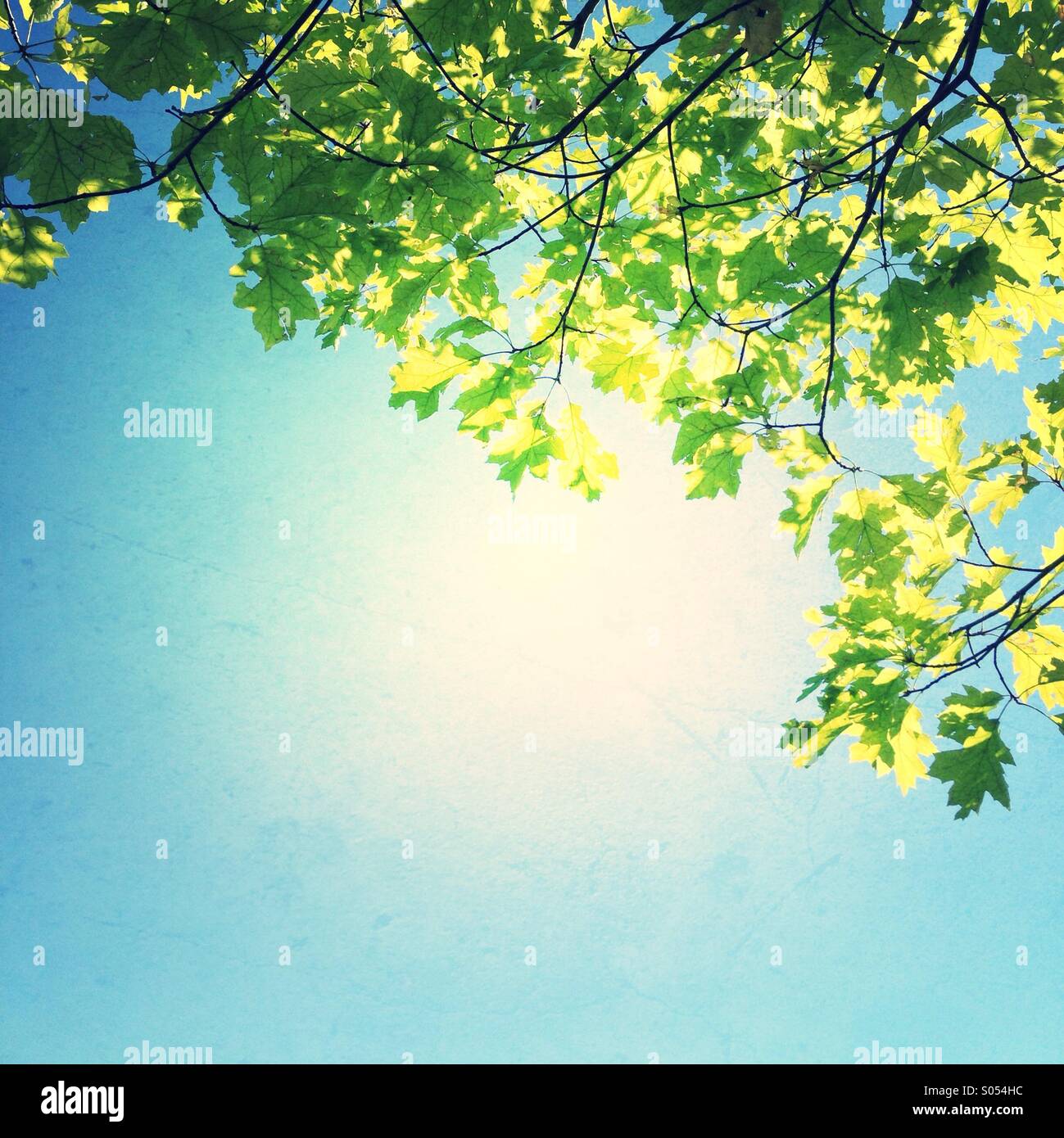 Tree branch border with sky Stock Photo - Alamy