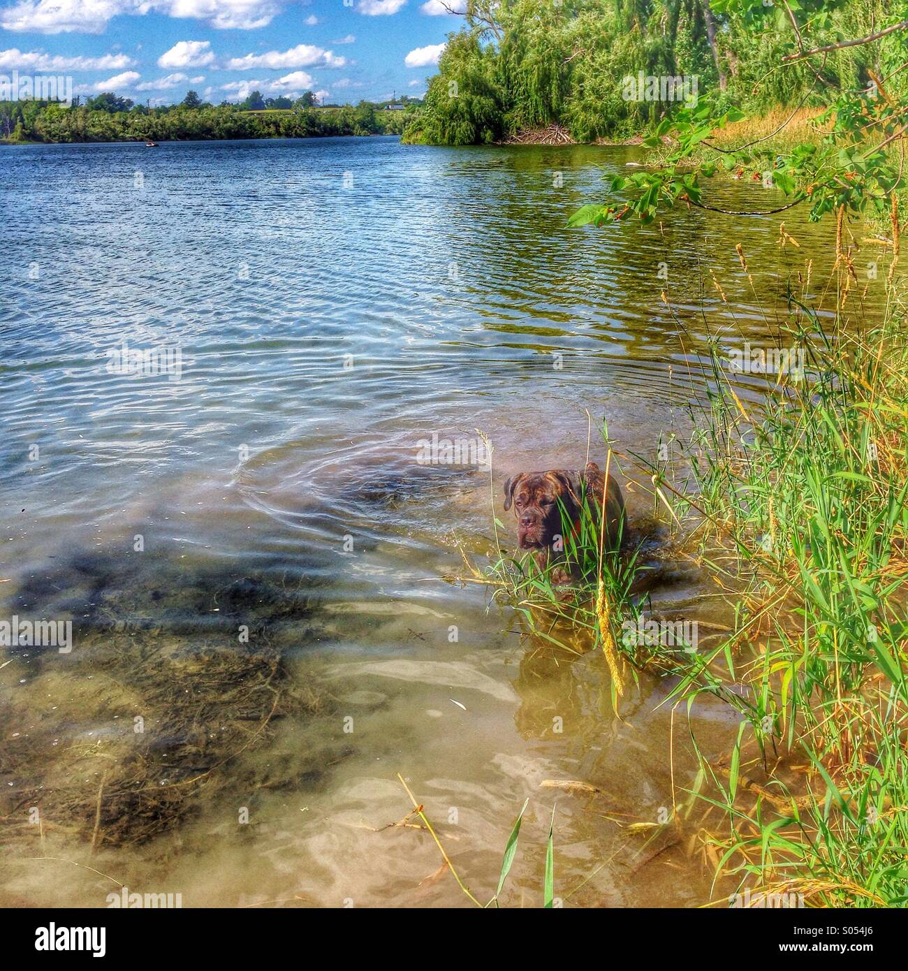 Italian lake dog hi-res stock photography and images - Alamy