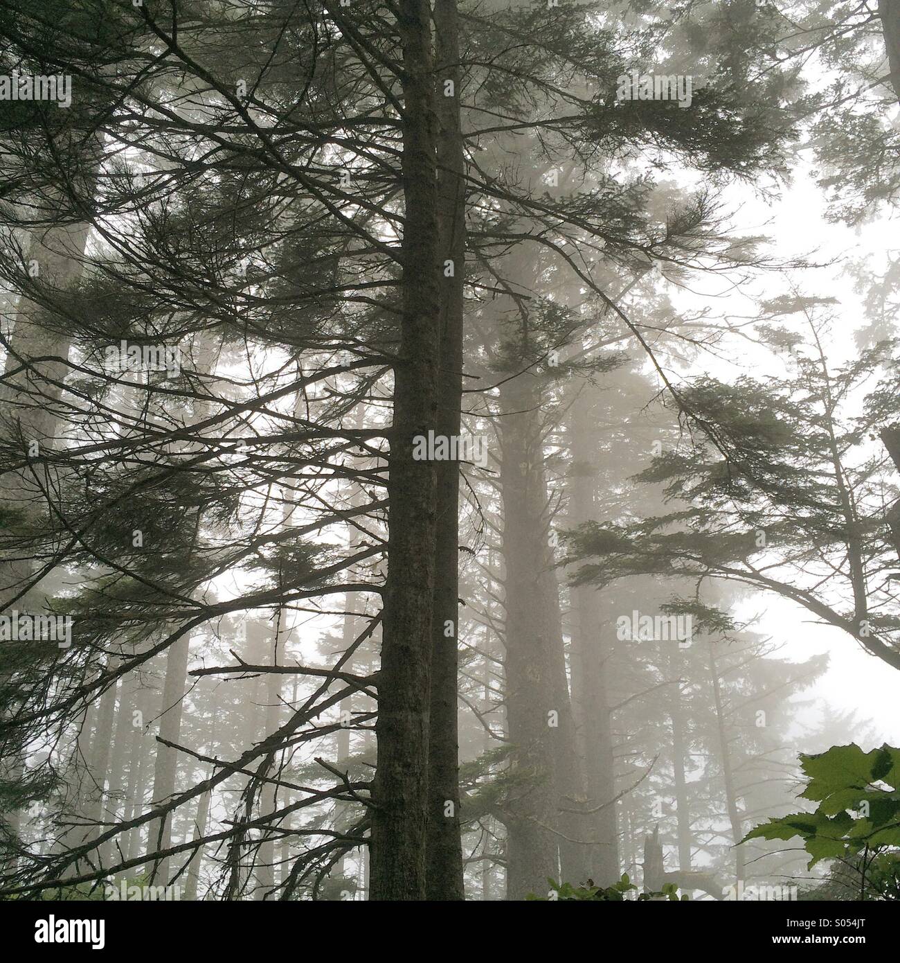 Foggy forest, Olympic Peninsula, Washington Stock Photo - Alamy