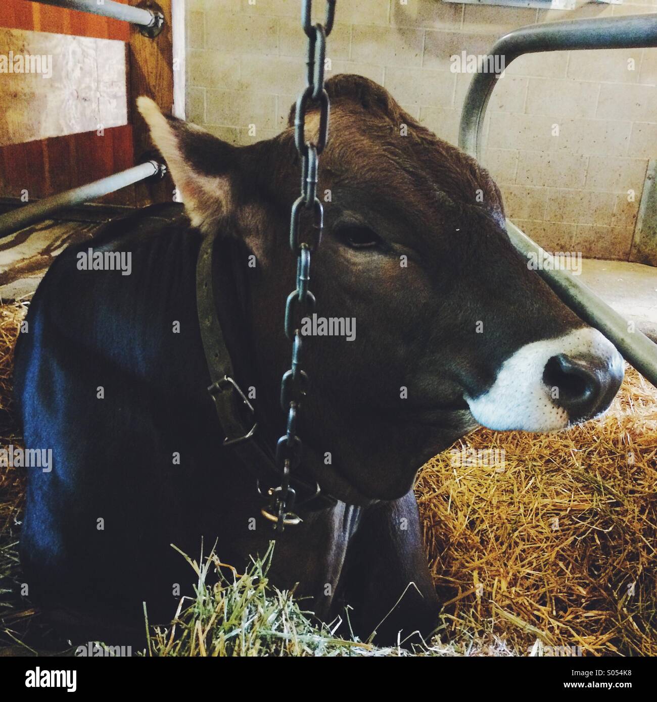 Farm zoo hi-res stock photography and images - Alamy