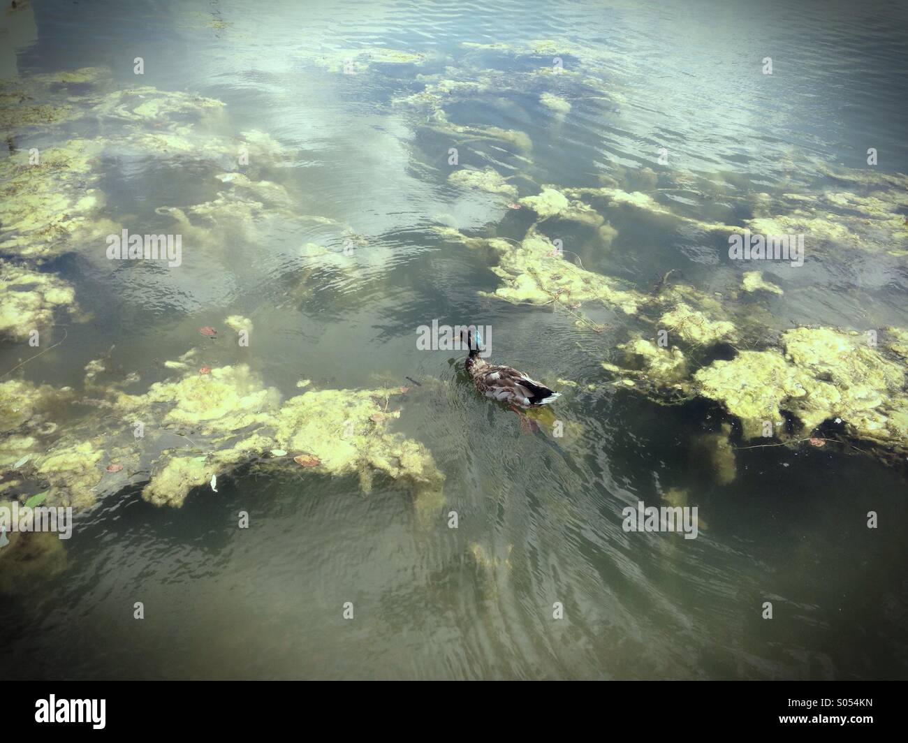 A duck swimming in mossy water Stock Photo - Alamy