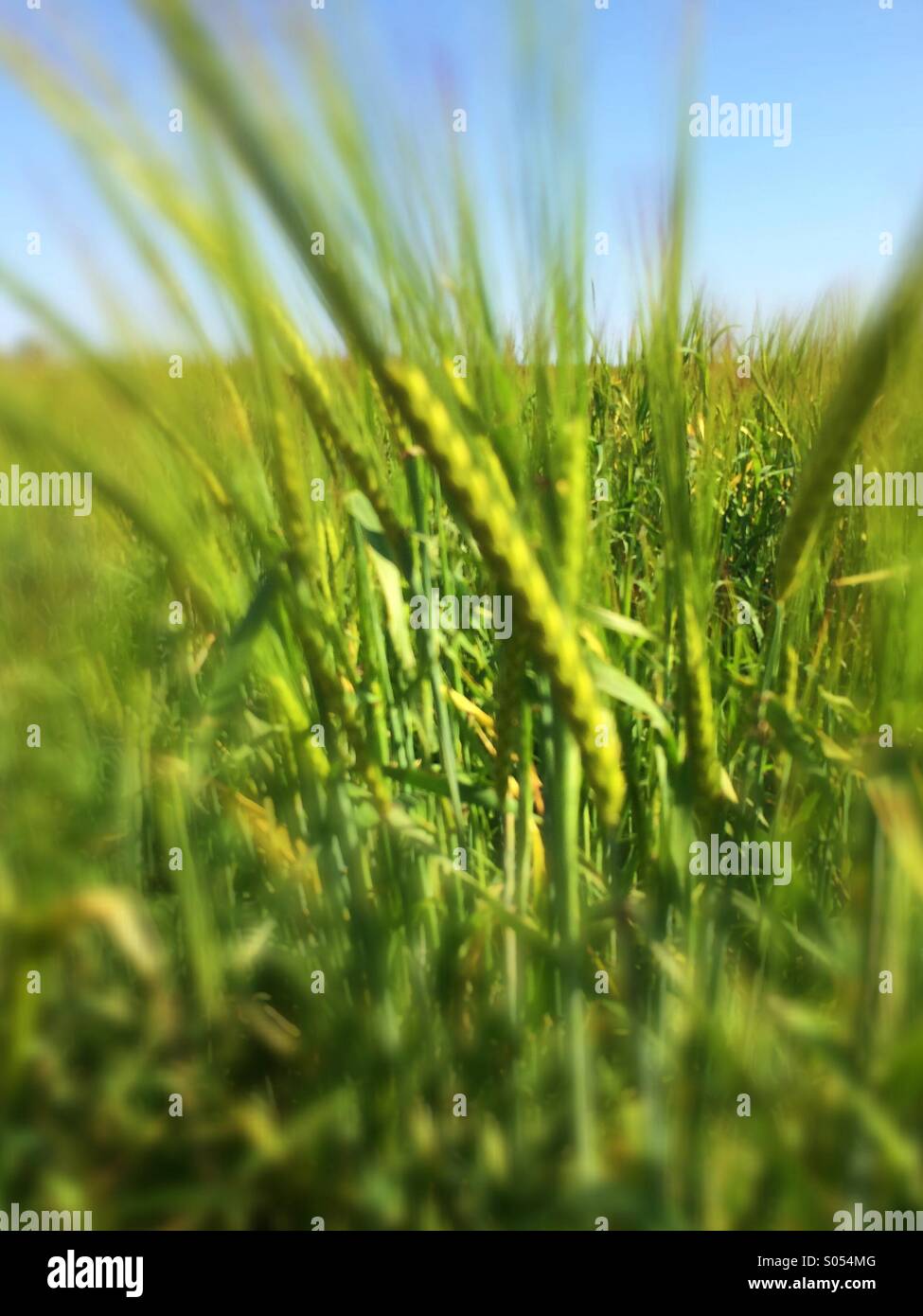 Rye grass field hi-res stock photography and images - Alamy