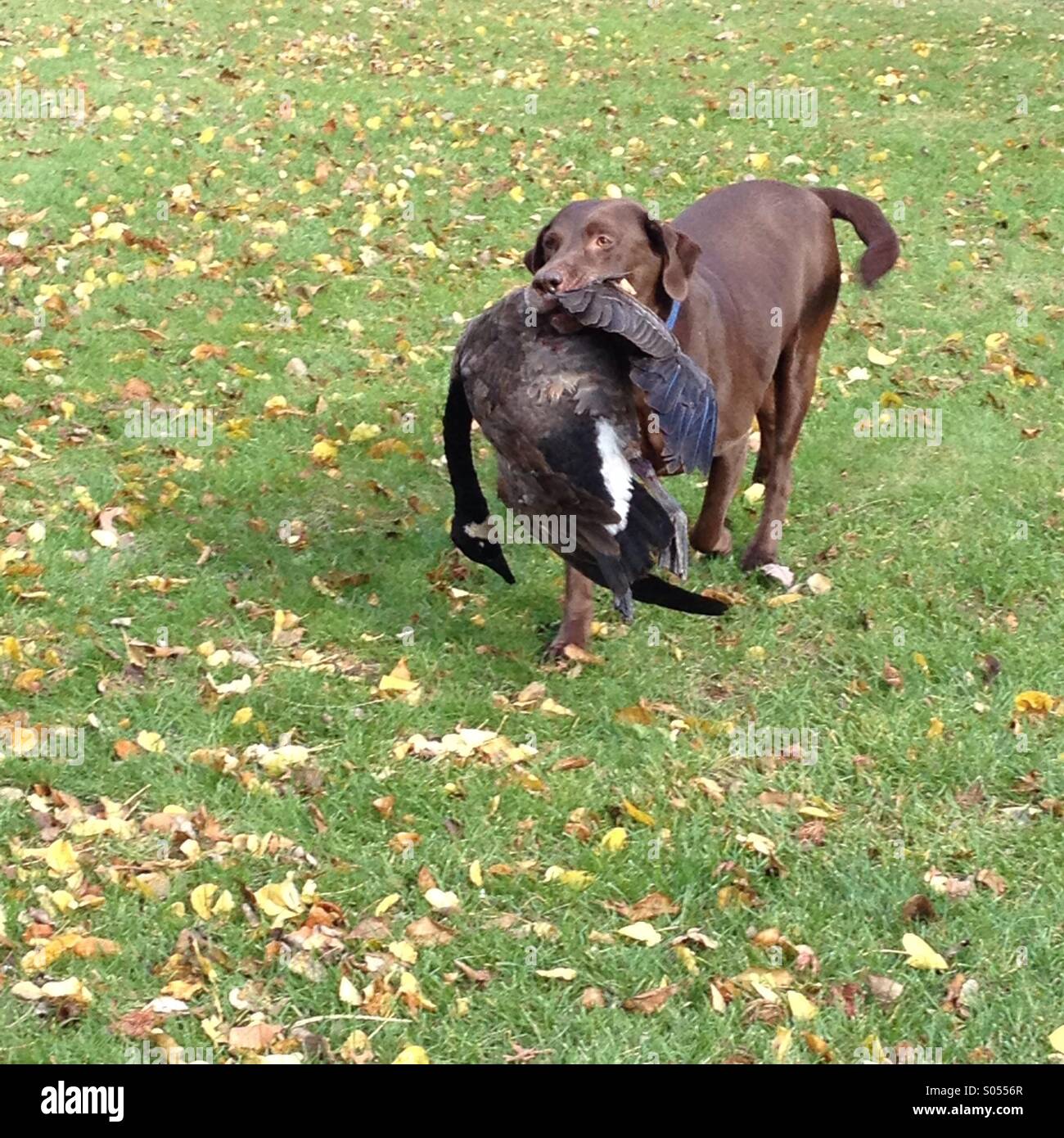 Lab Retrieving Stock Photos & Lab Retrieving Stock Images - Alamy